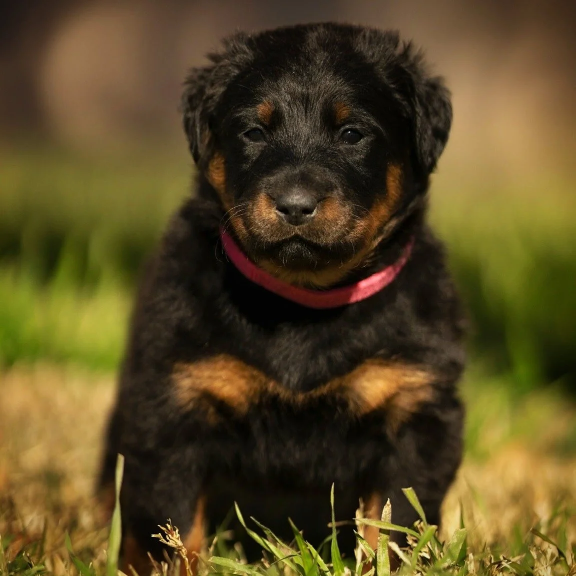 JOIE DE VIE BEAUCERONS-Beauceron Puppies for Sale