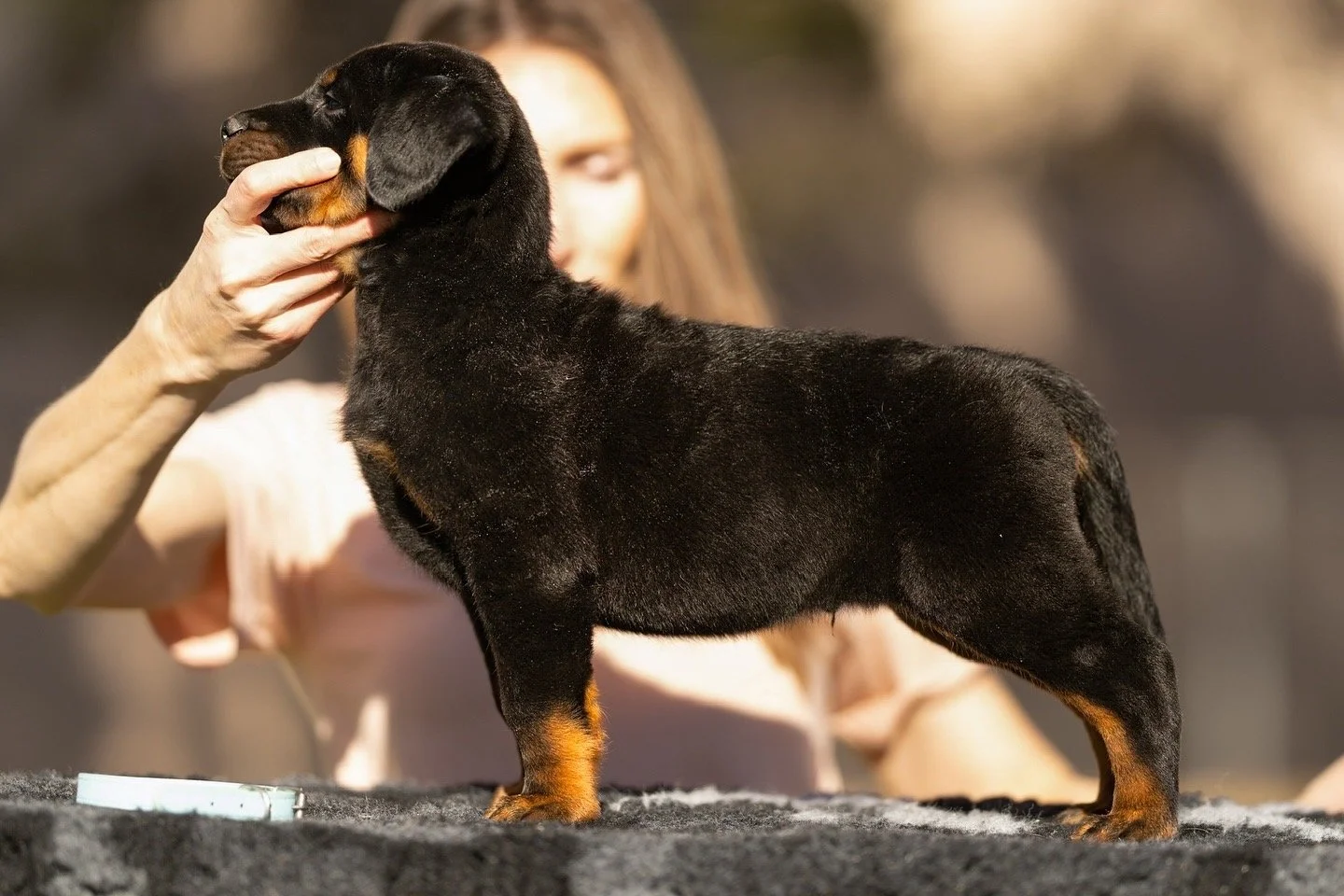JOIE DE VIE BEAUCERONS-Beauceron Puppies for Sale