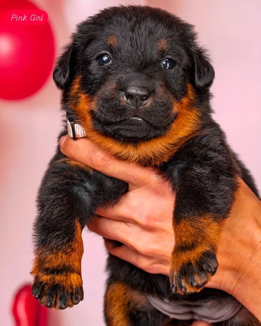 JOIE DE VIE BEAUCERONS-Beauceron Puppies for Sale