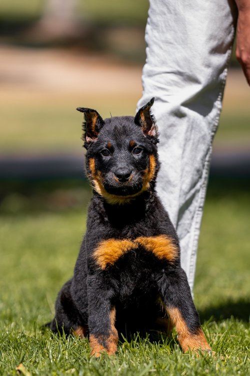 JOIE DE VIE BEAUCERONS-Beauceron Puppies for Sale