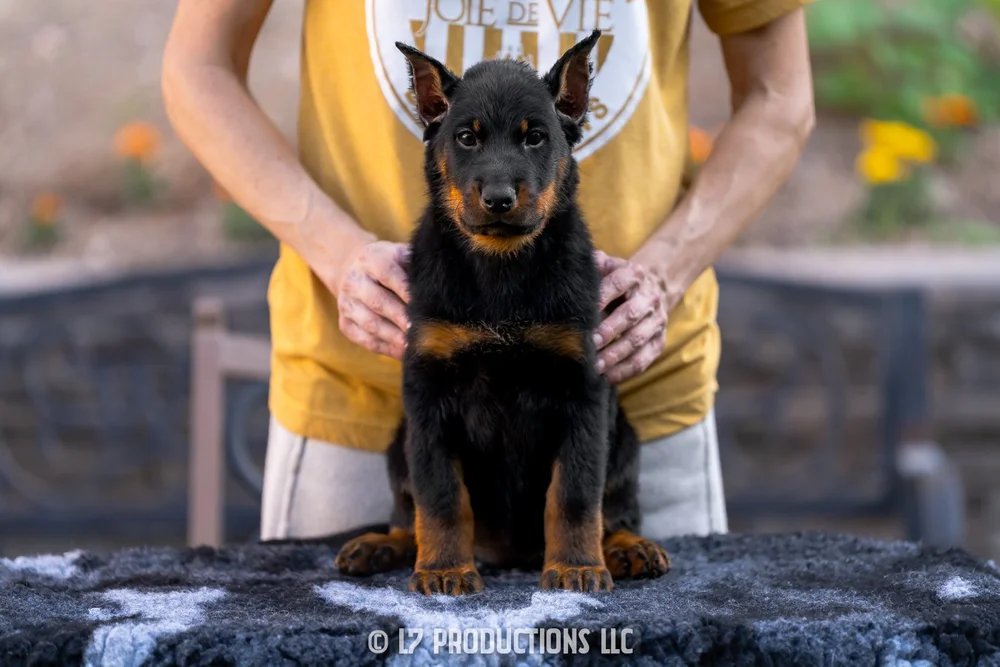 JOIE DE VIE BEAUCERONS-Beauceron Puppies for Sale