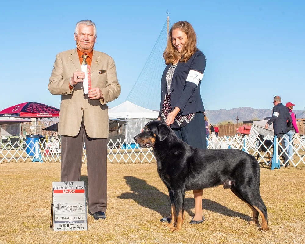 JOIE DE VIE BEAUCERONS-Males