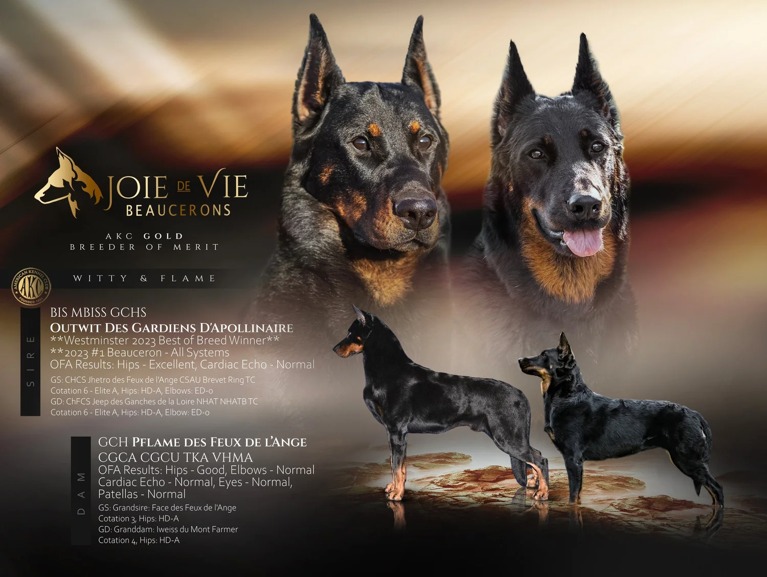JOIE DE VIE BEAUCERONS-Beauceron Puppies for Sale
