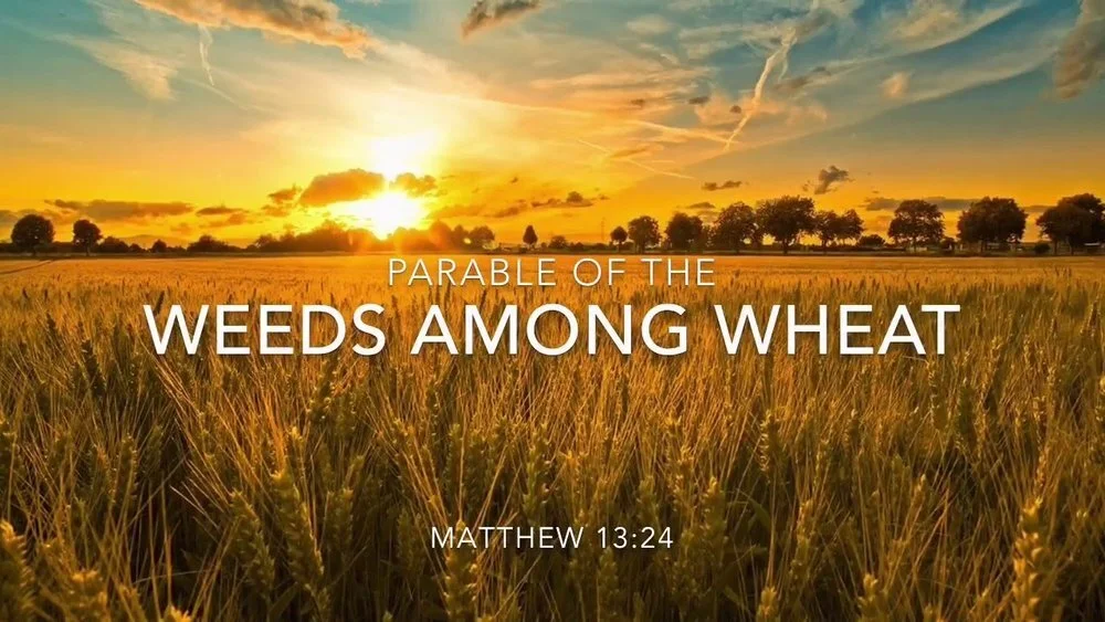 Wheat and Weeds — St. Catherine of Siena