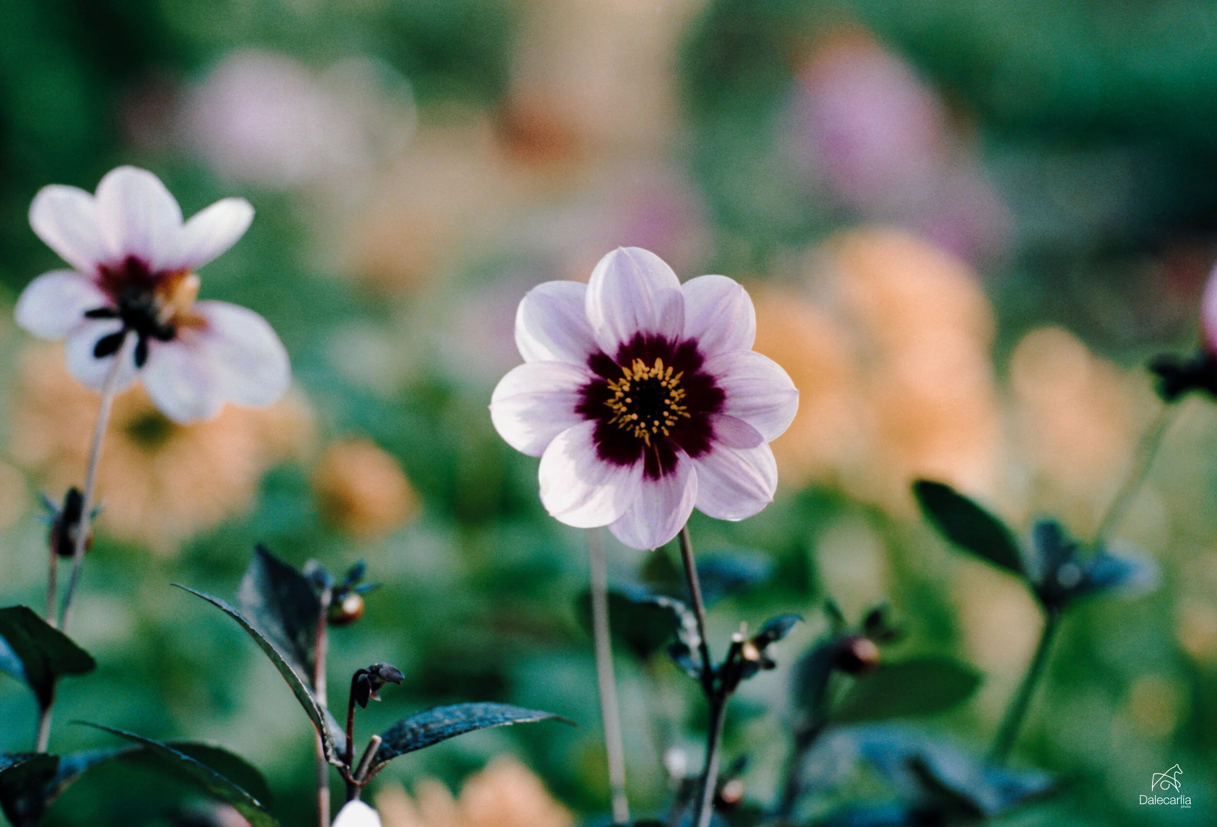 Provia 100f Cross Processed