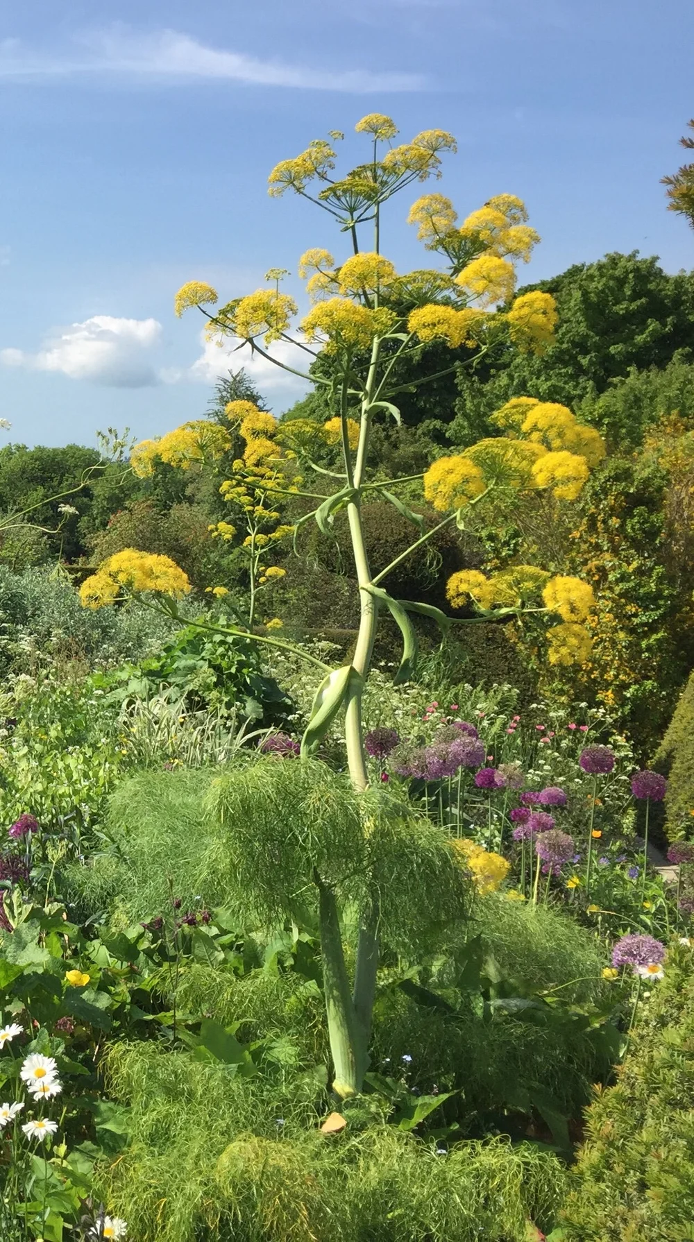 Ferula communis — Stellata Plants