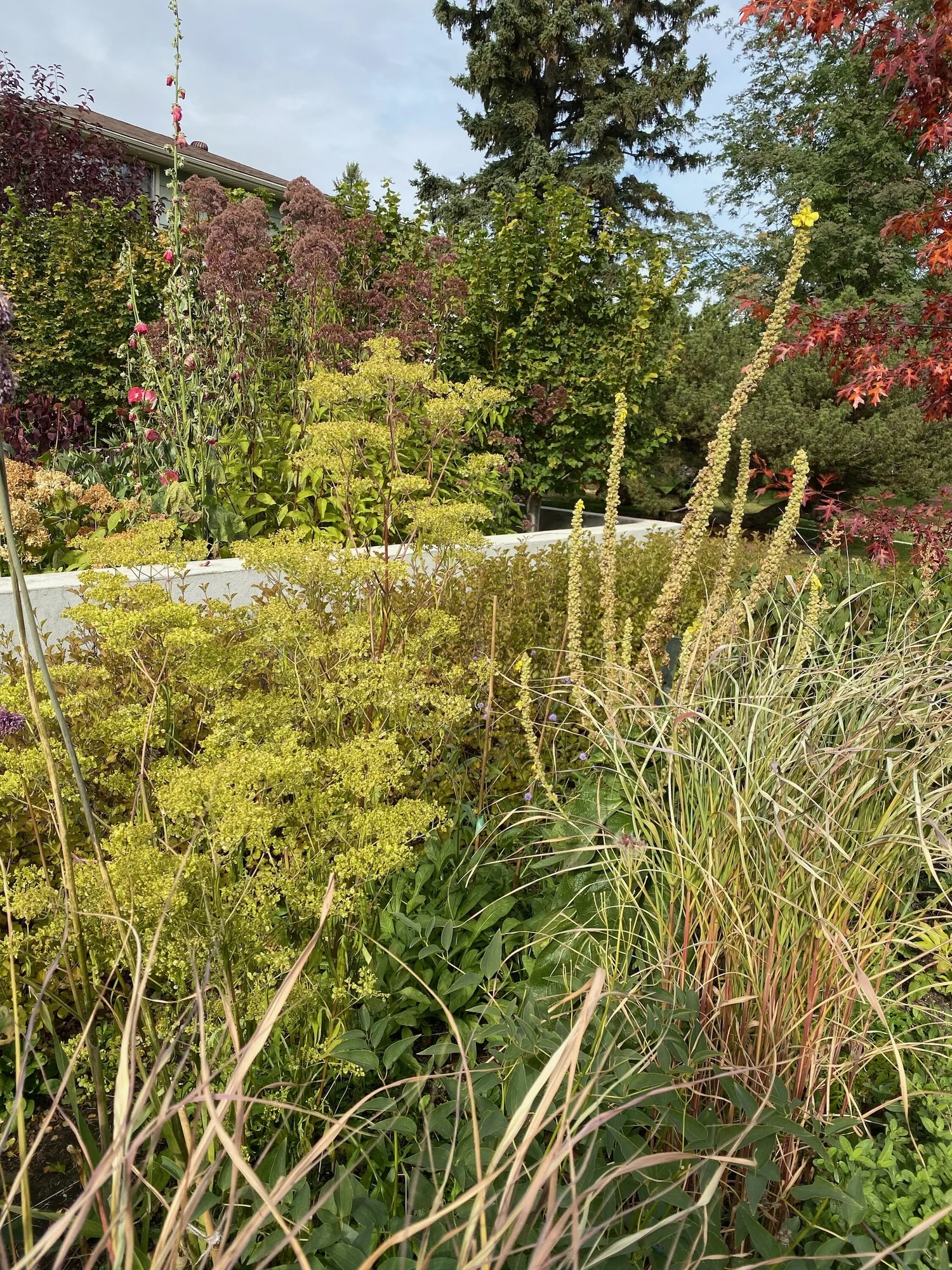 Patrinia monandra — Stellata Plants
