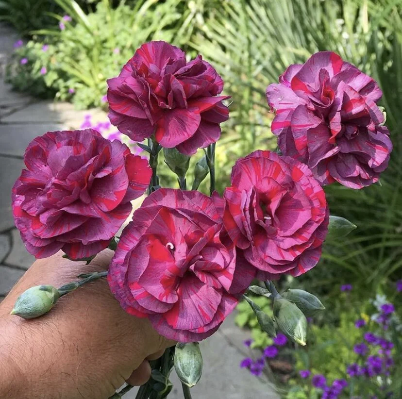 Dianthus ‘Chomley Farran’ — Stellata Plants