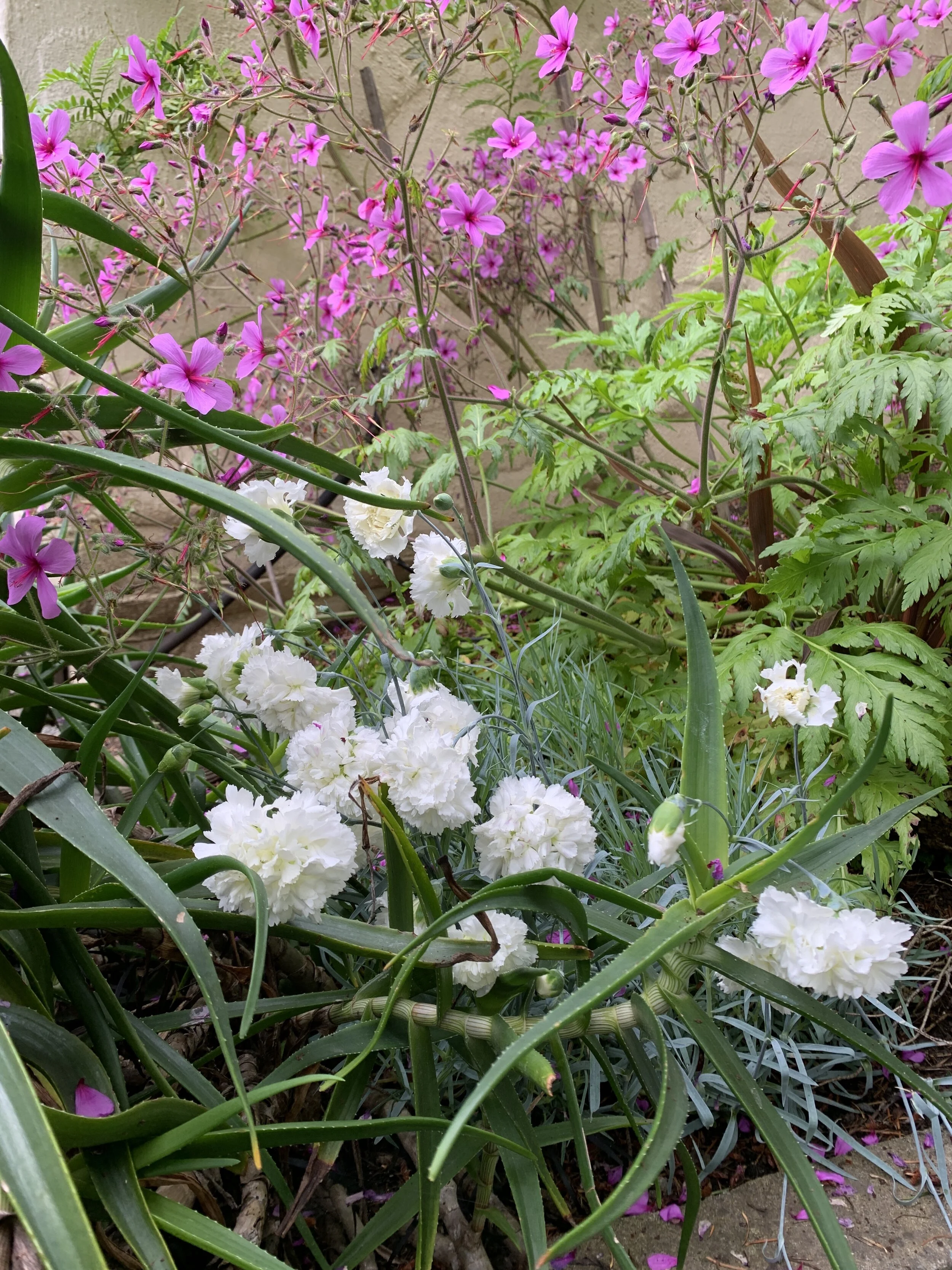 Geranium palmatum — Stellata Plants