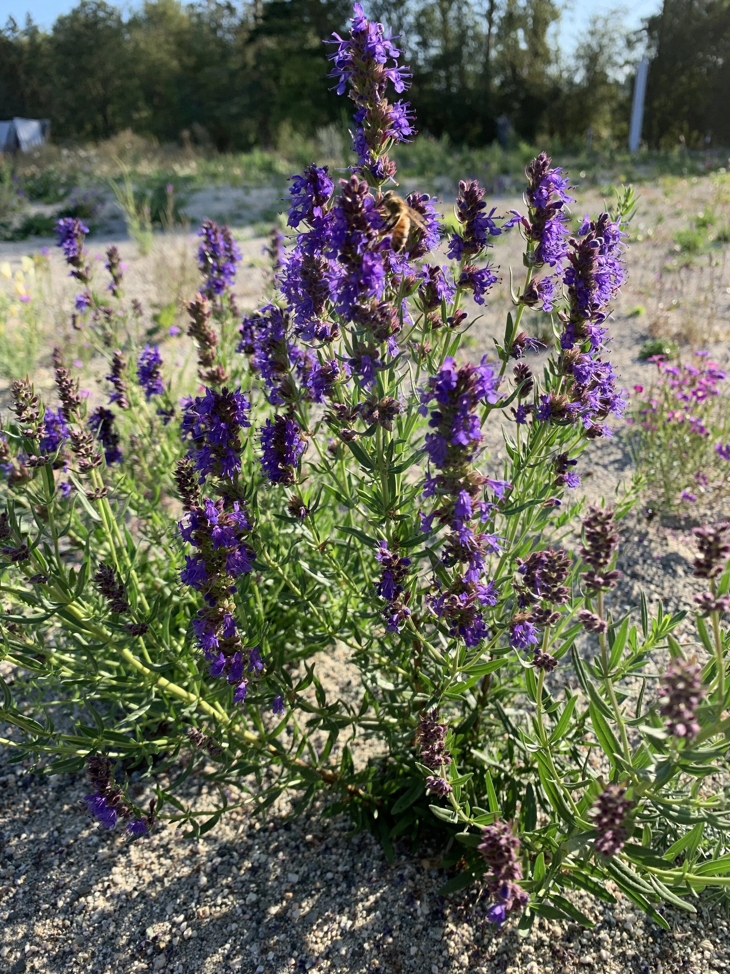 Hyssopus officinalis ssp. aristatus — Stellata Plants