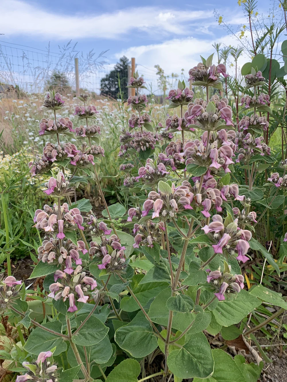 Phlomis samia — Stellata Plants