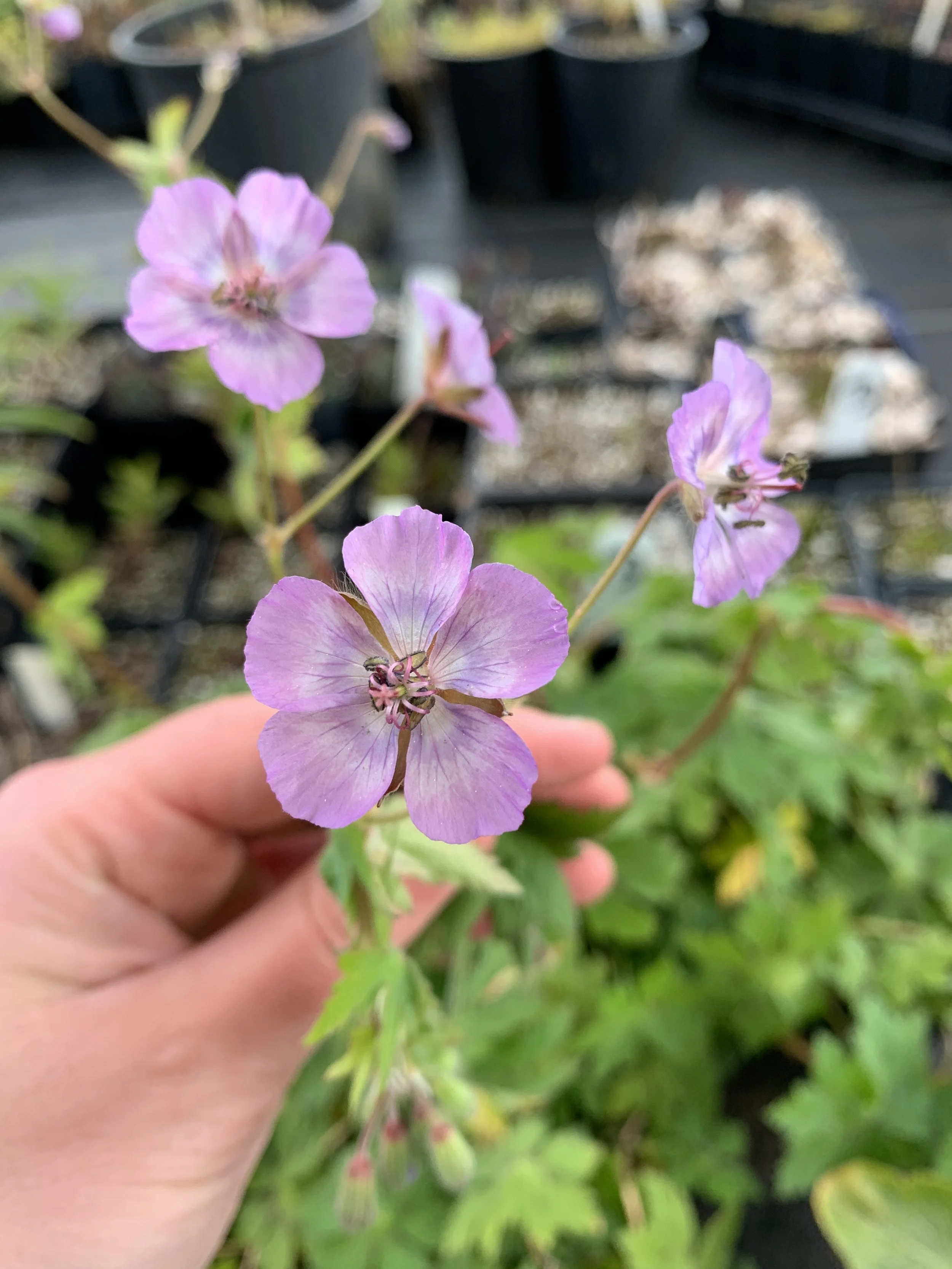 Geranium phaeum ‘Mierhausen’ — Stellata Plants