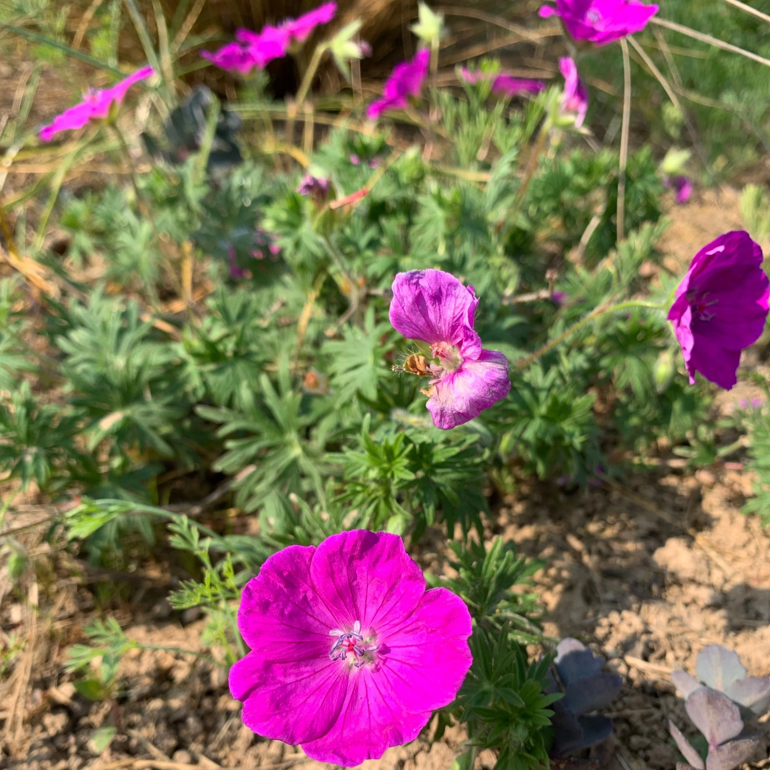 Geranium sanguineum ‘Cedric Morris’ — Stellata Plants