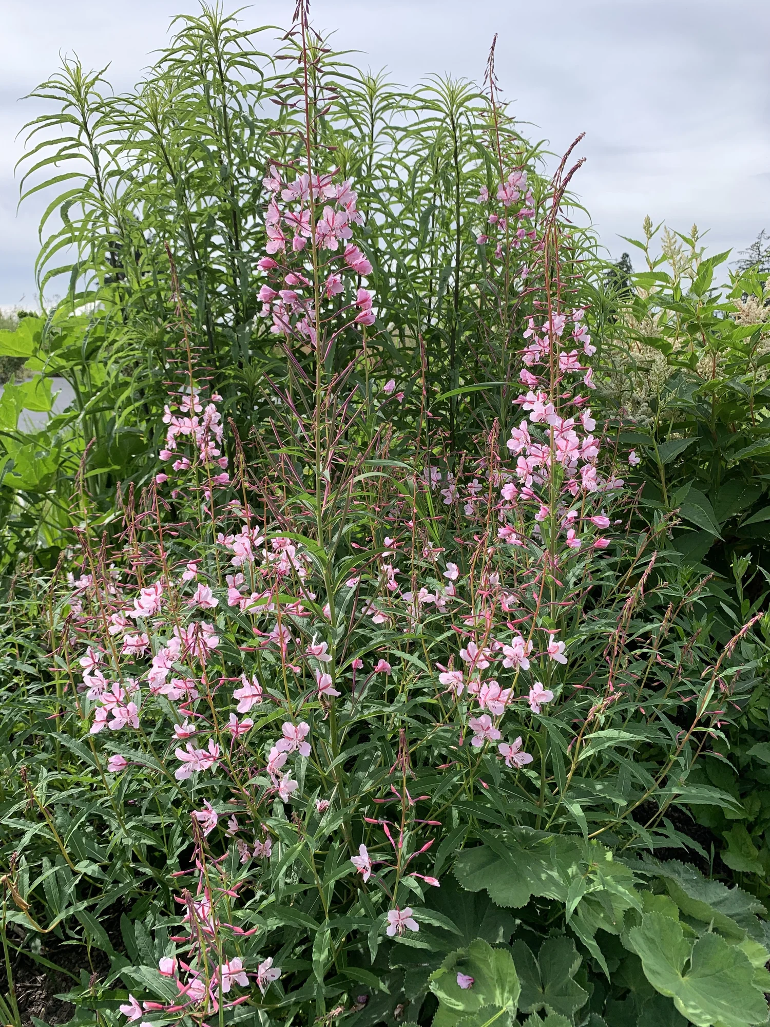 Epilobium angustifolium ‘Stahl Rose’ — Stellata Plants