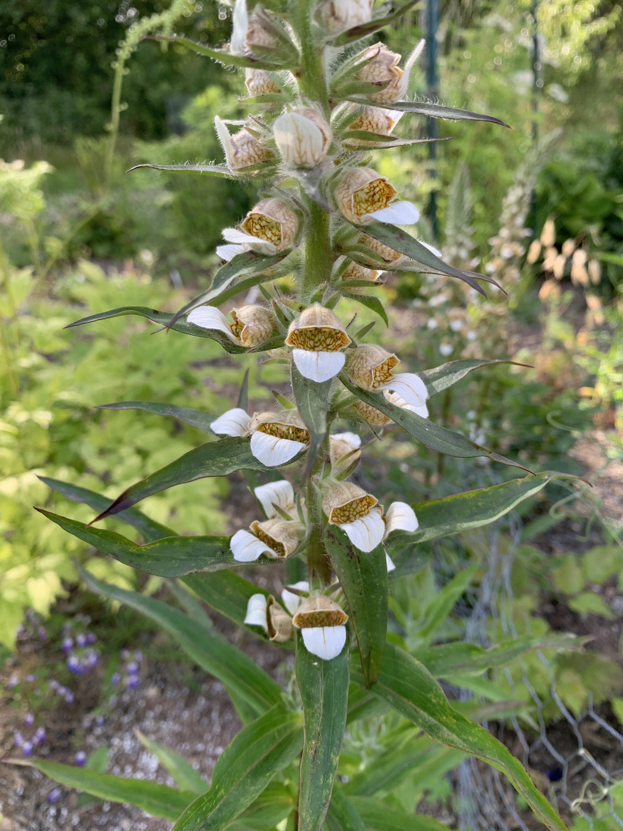 Digitalis lanata ssp. trojana — Stellata Plants