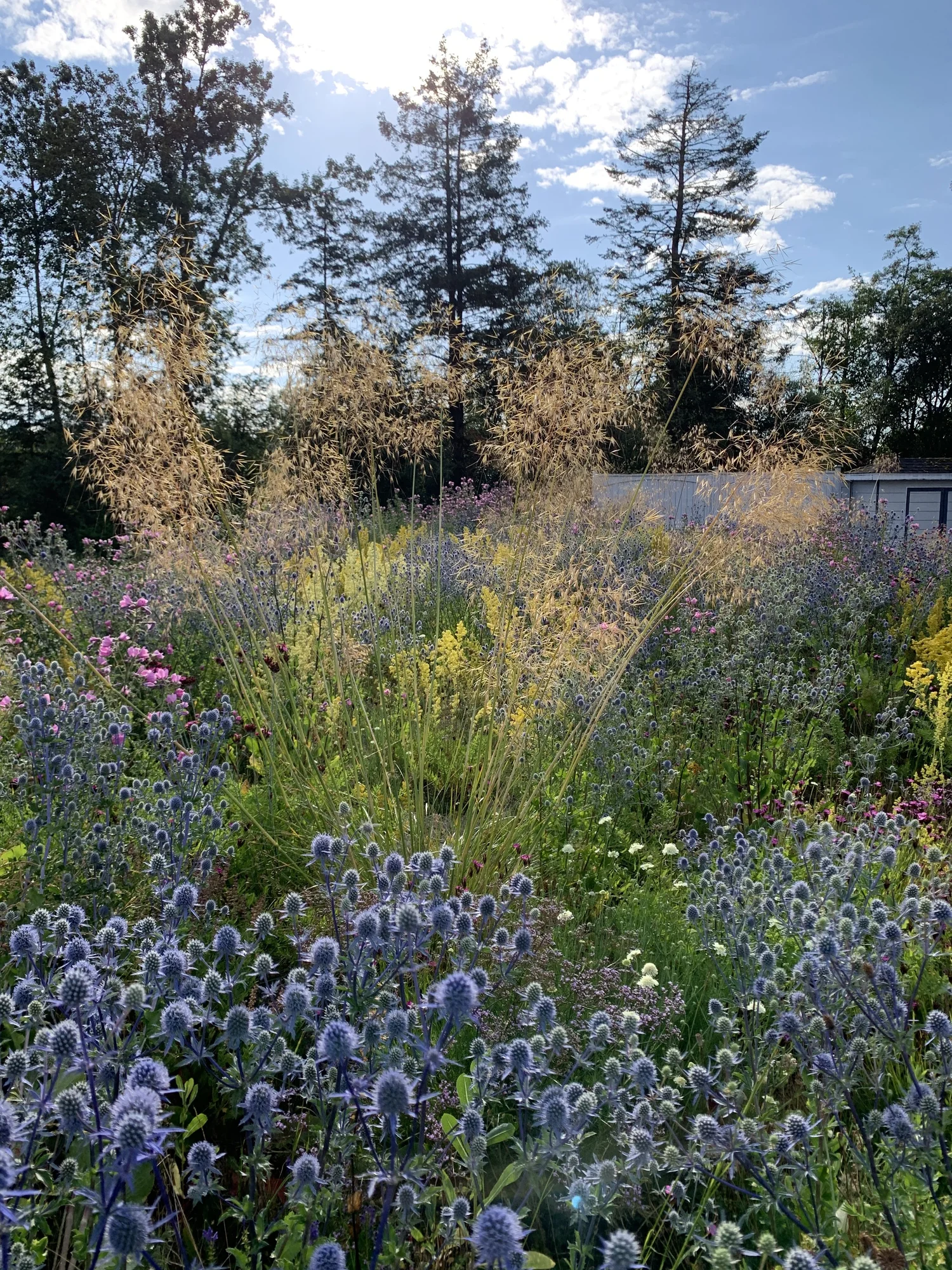 Availability — Stellata Plants