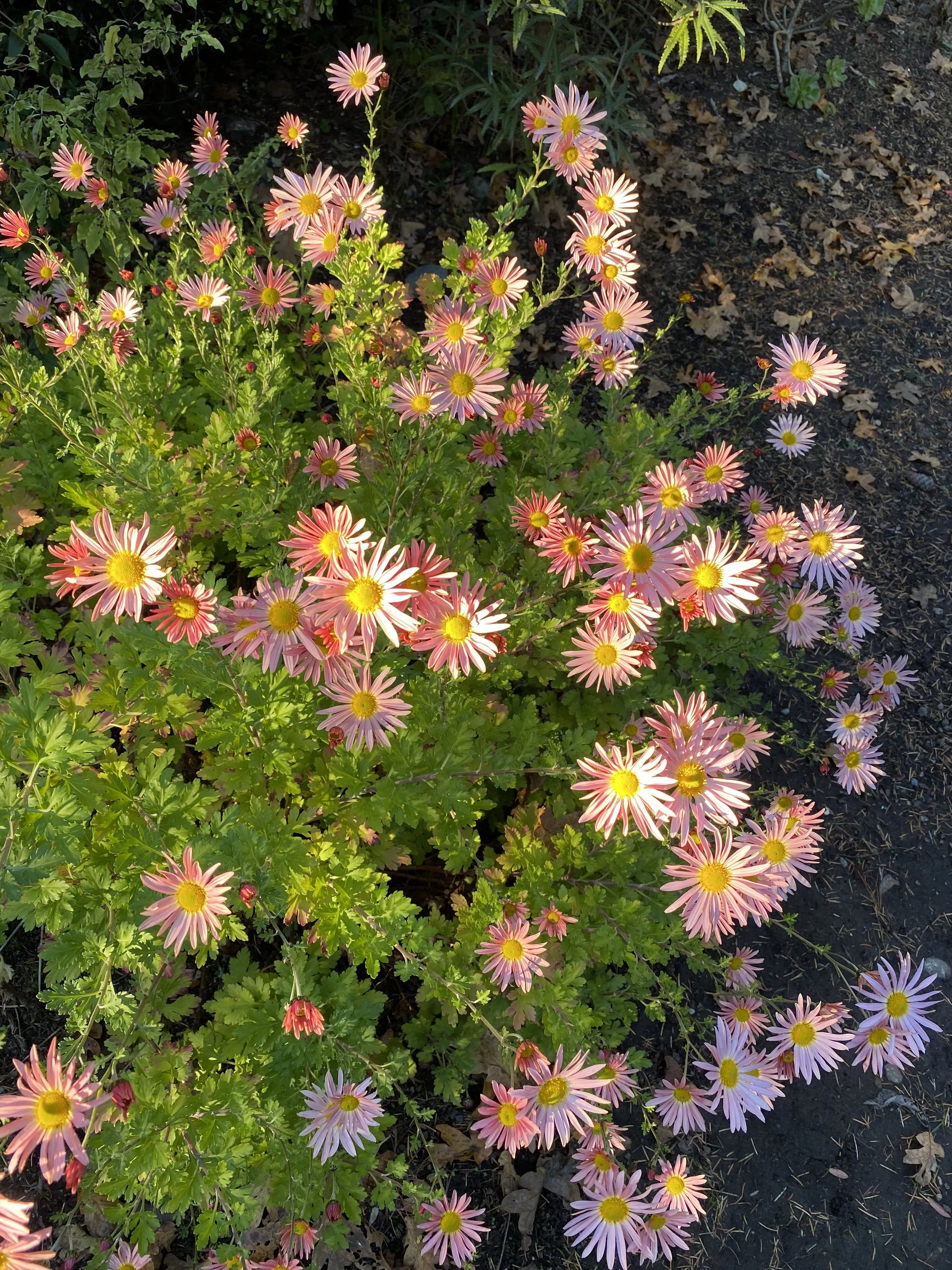 Chrysanthemum ‘Hillside Sheffield Pink’ — Stellata Plants