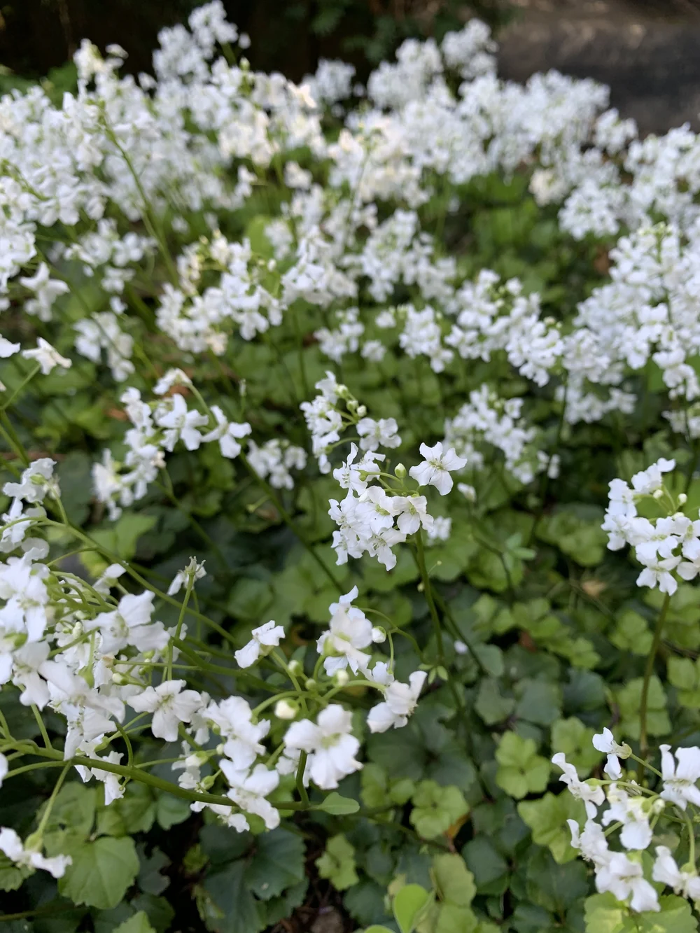 Cardamine trifolia — Stellata Plants
