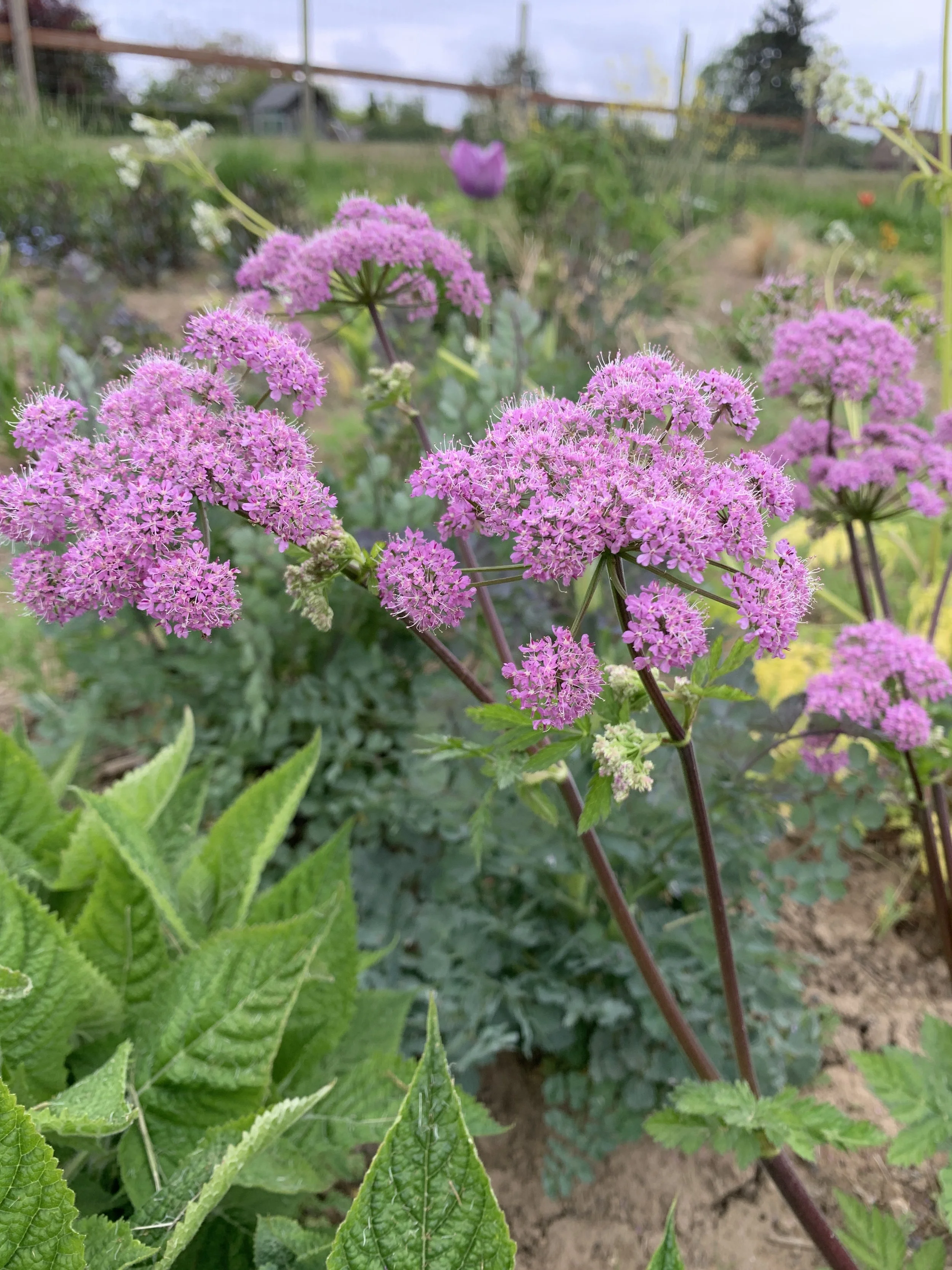 Chaerophyllum hirsutum ‘Roseum’ — Stellata Plants