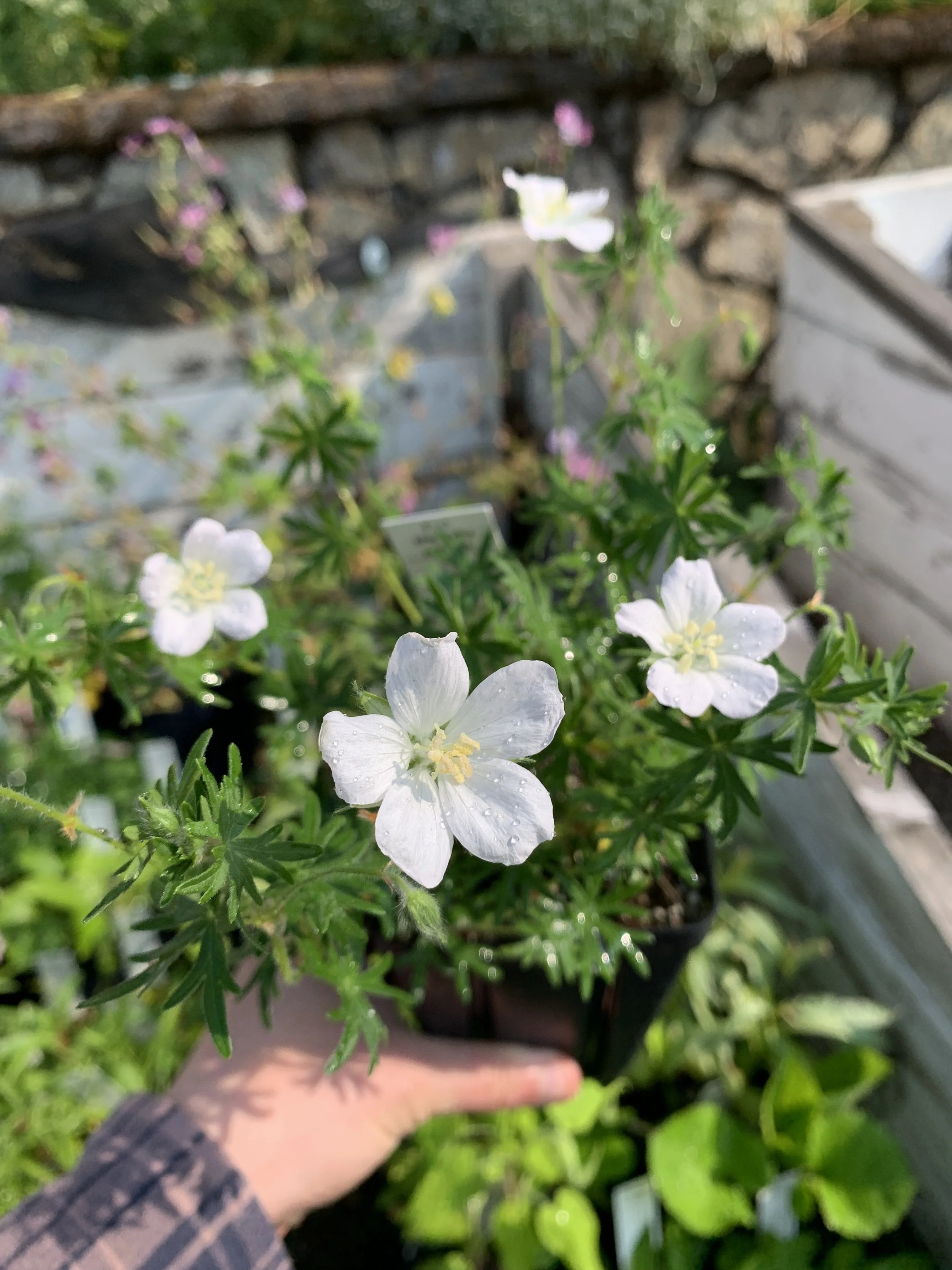 Geranium sanguineum ‘Album’ — Stellata Plants