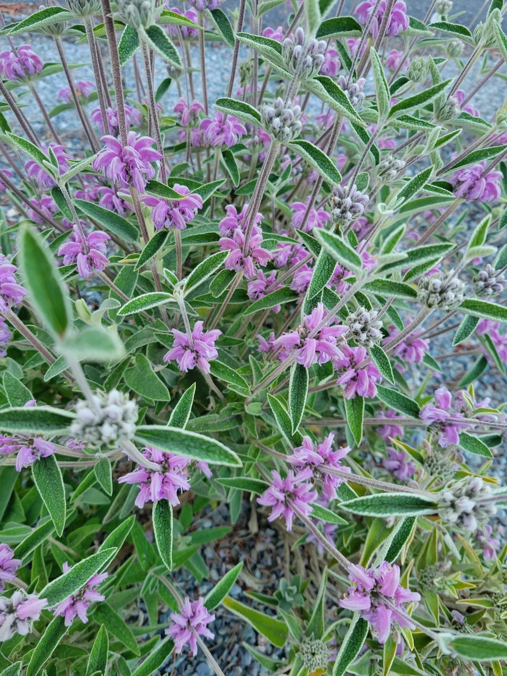 Availability — Stellata Plants