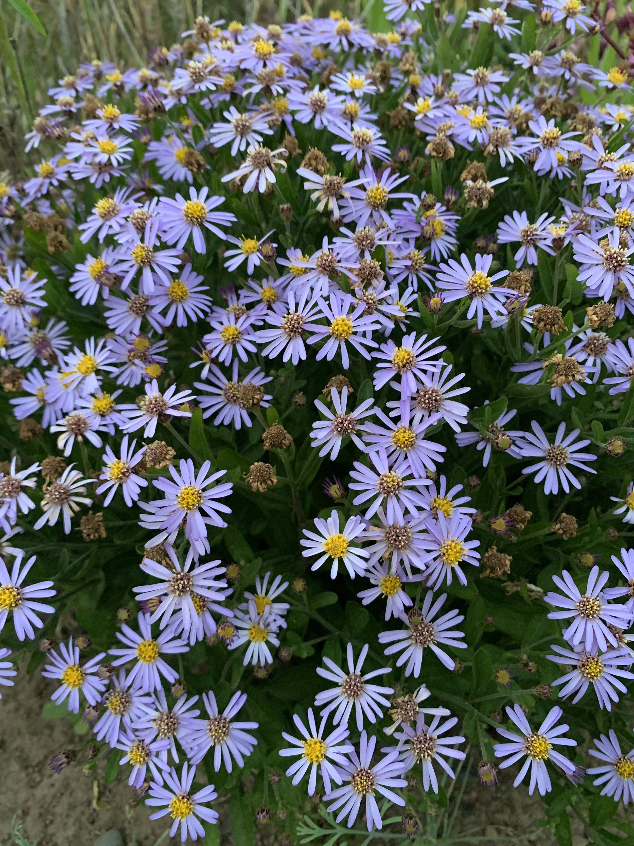 Aster ageratoides ‘Tiny Theo’ — Stellata Plants