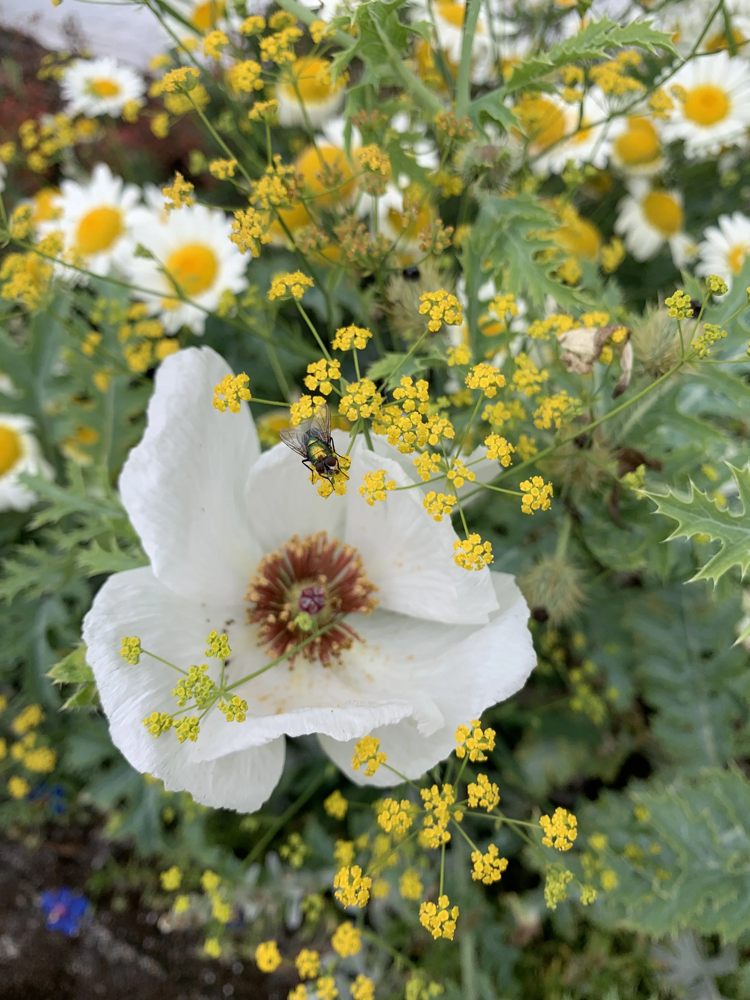 Bupleurum falcatum — Stellata Plants