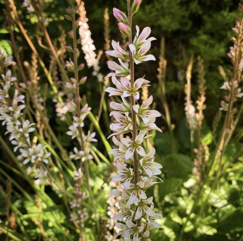Francoa ramosa — Stellata Plants