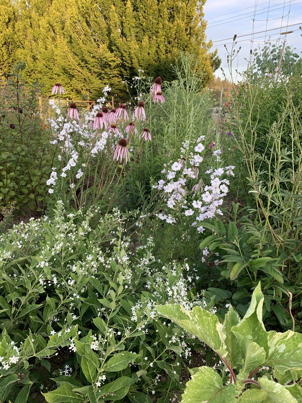 Availability — Stellata Plants