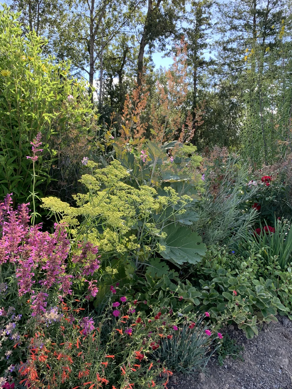 Availability — Stellata Plants