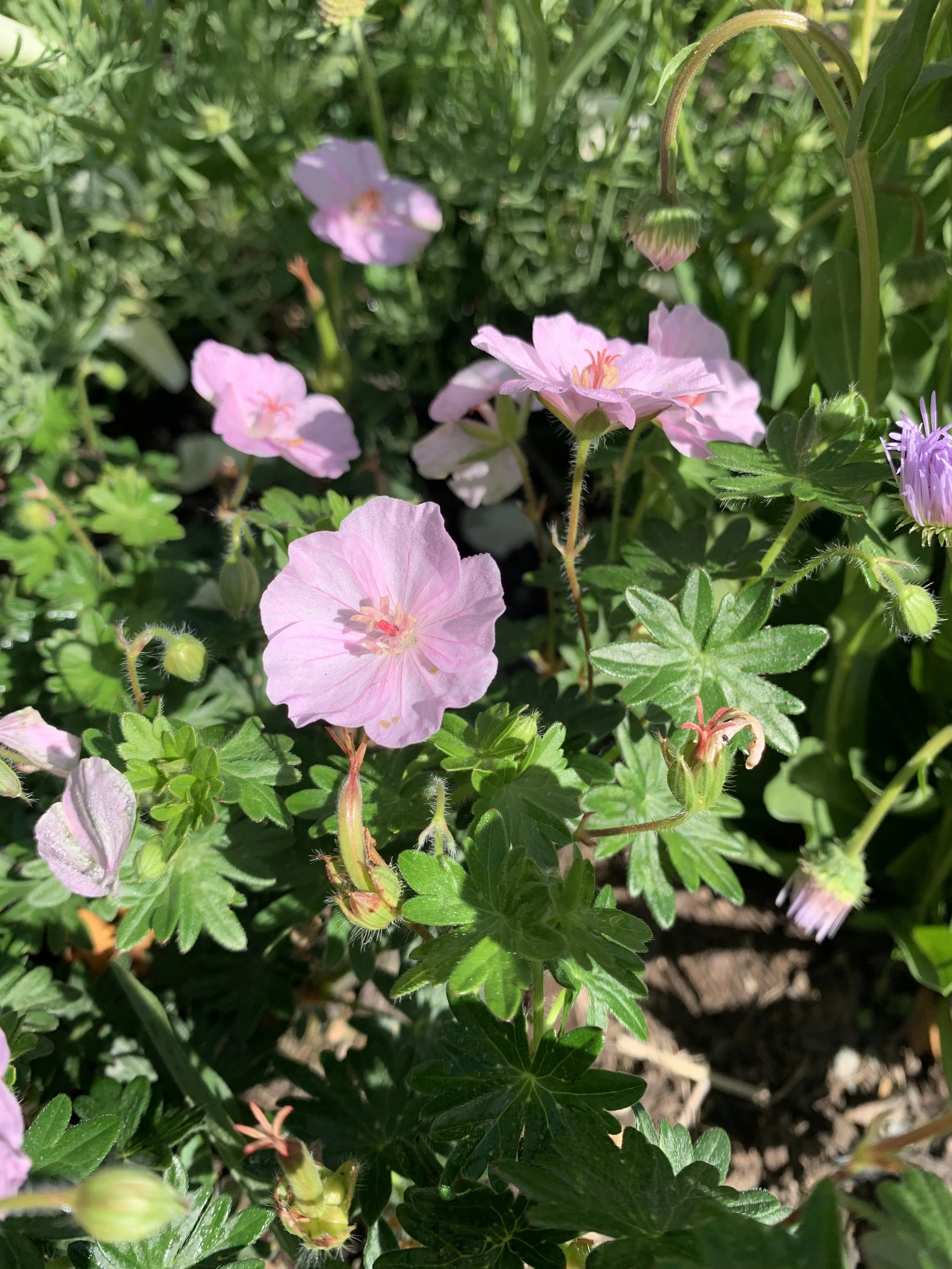 Geranium sanguineum ‘Apfelblüte’ — Stellata Plants