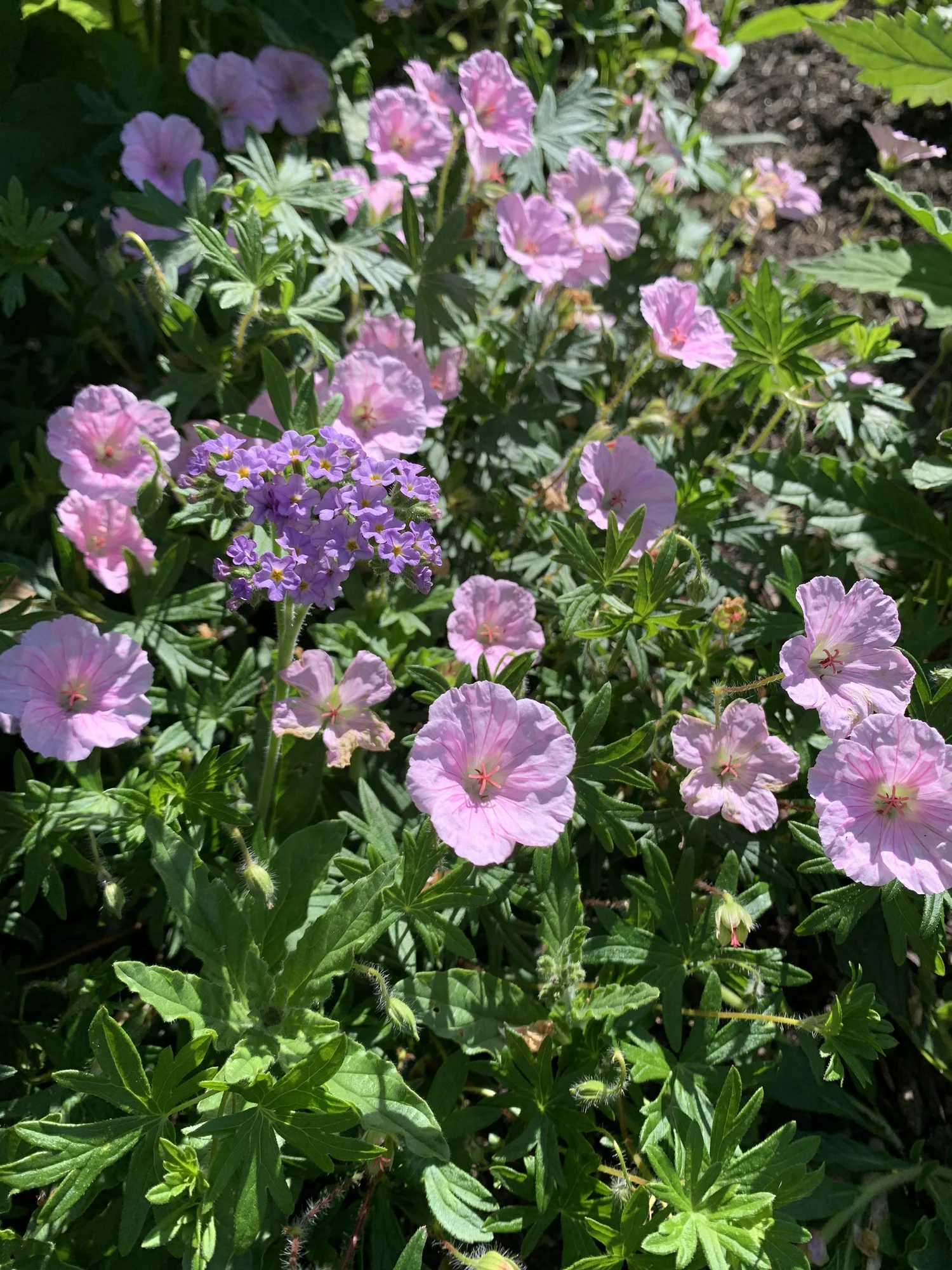 Geranium sanguineum var. striatum — Stellata Plants