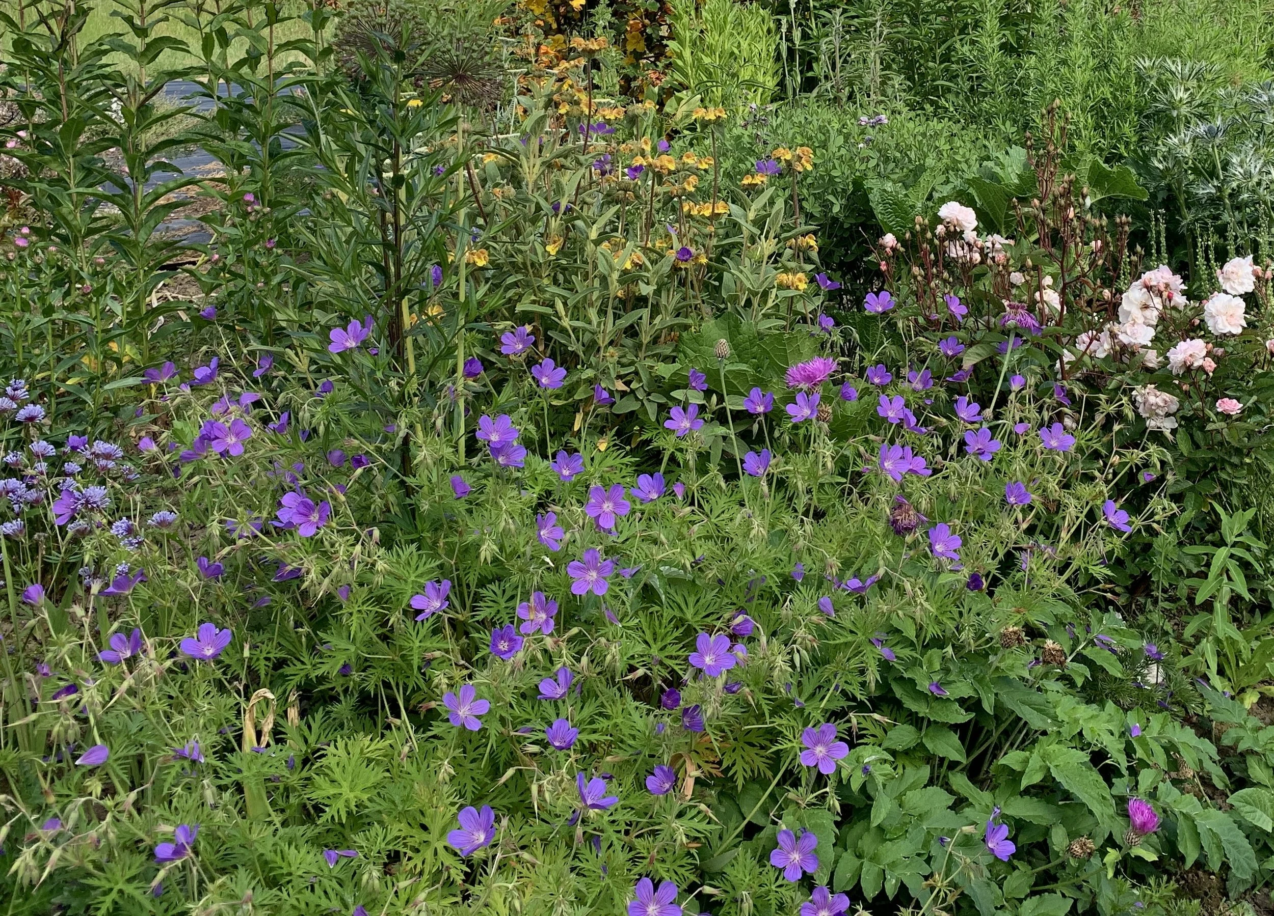 Geranium ‘Nimbus’ — Stellata Plants