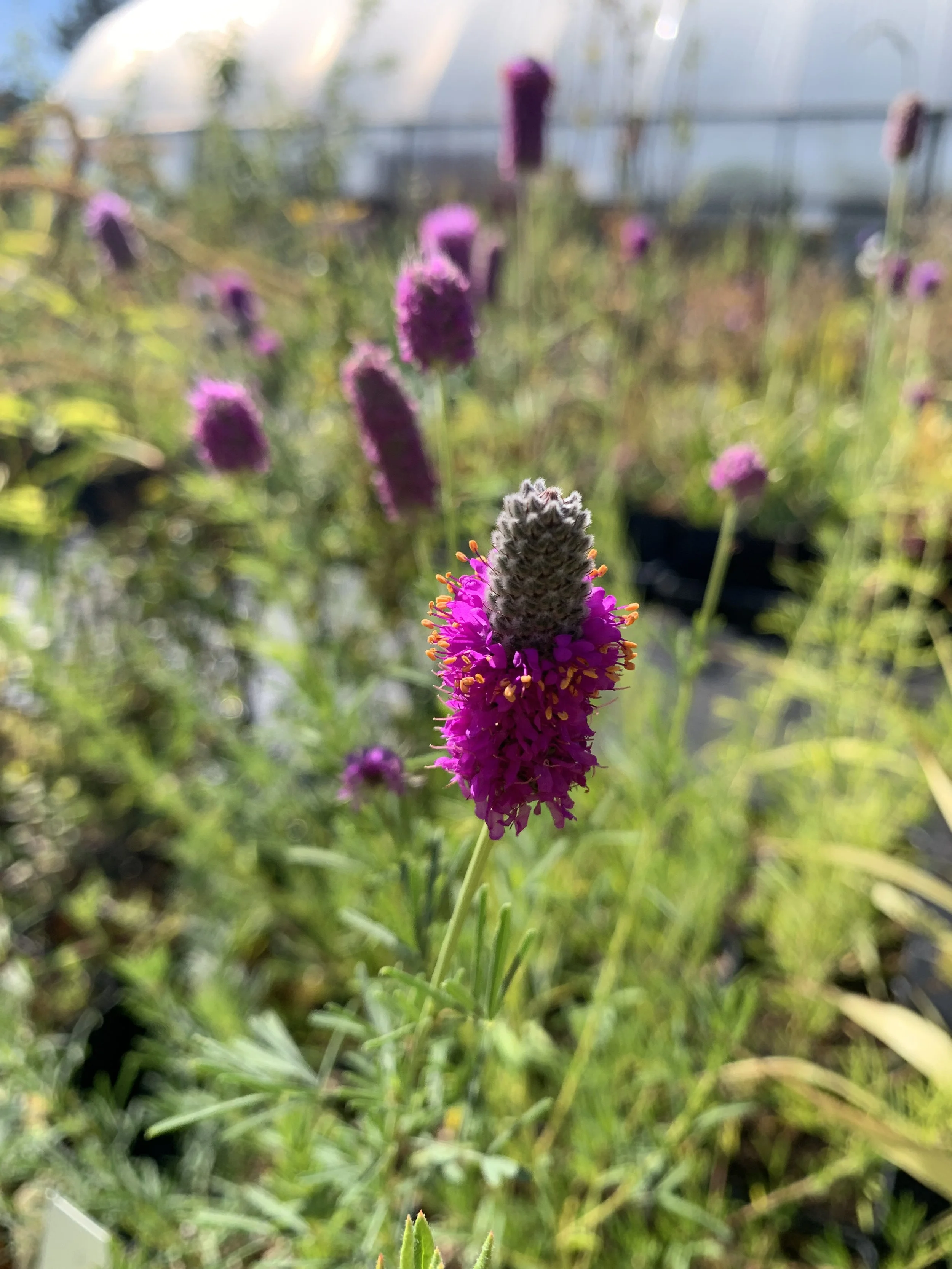 Dalea purpurea — Stellata Plants