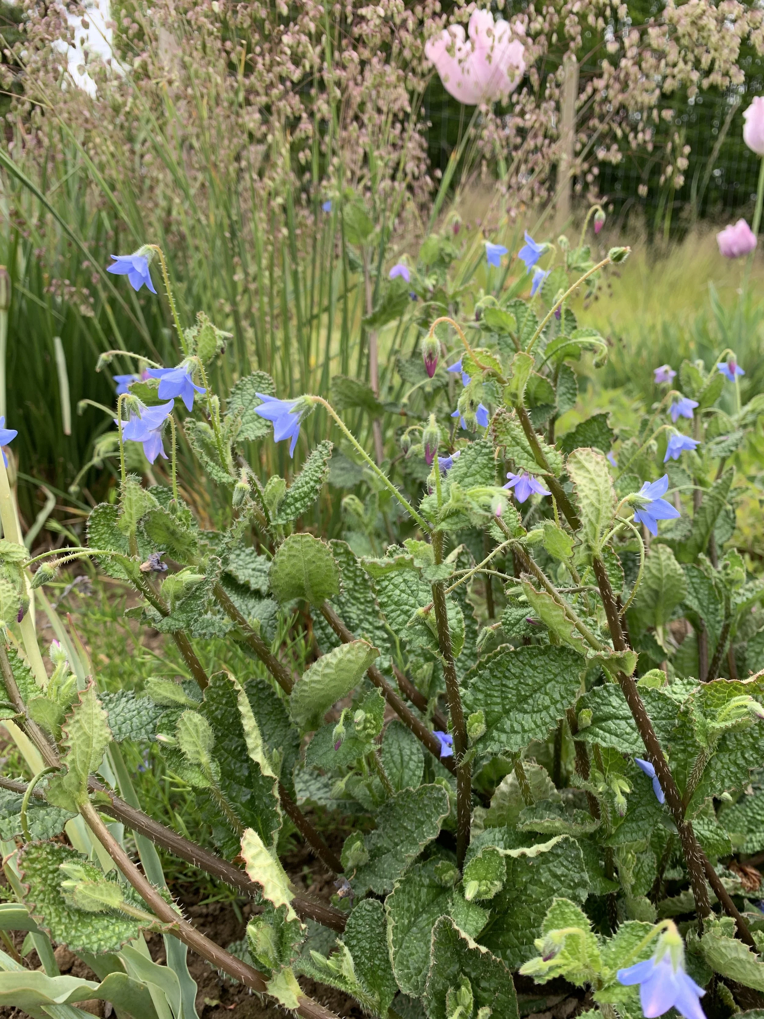 Borago pygmaea — Stellata Plants