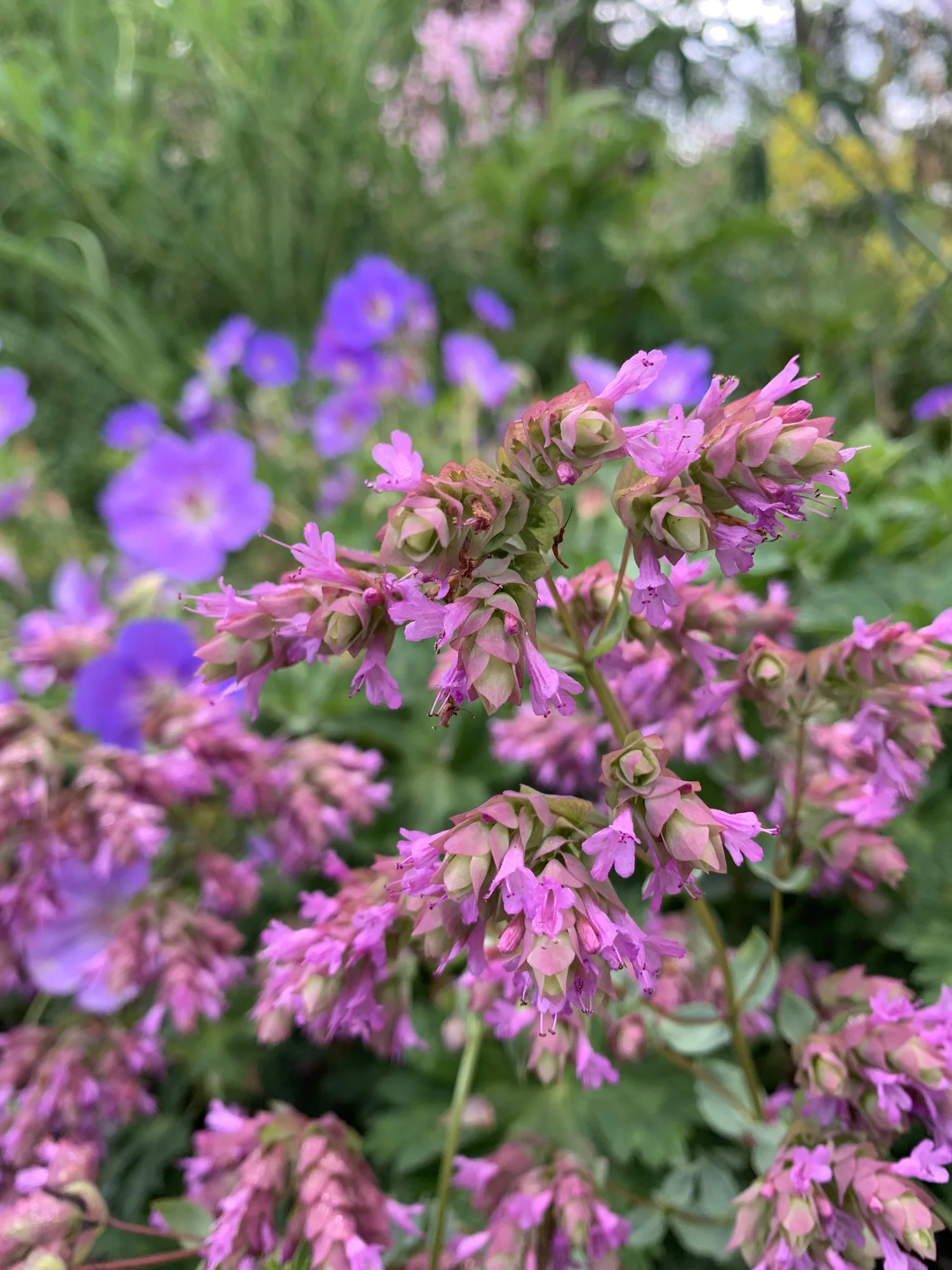 Origanum ‘Bristol Cross' — Stellata Plants