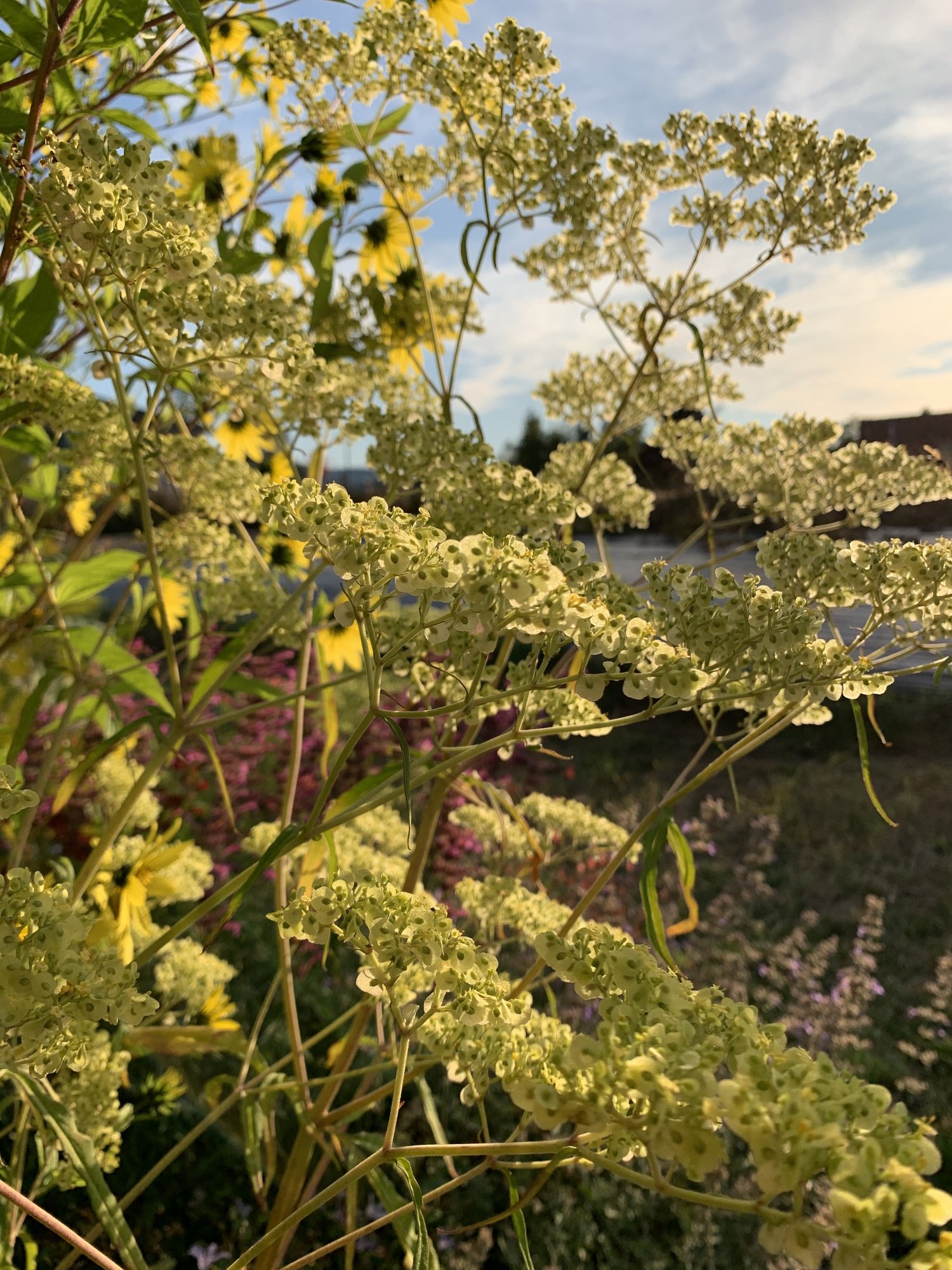 Patrinia monandra — Stellata Plants