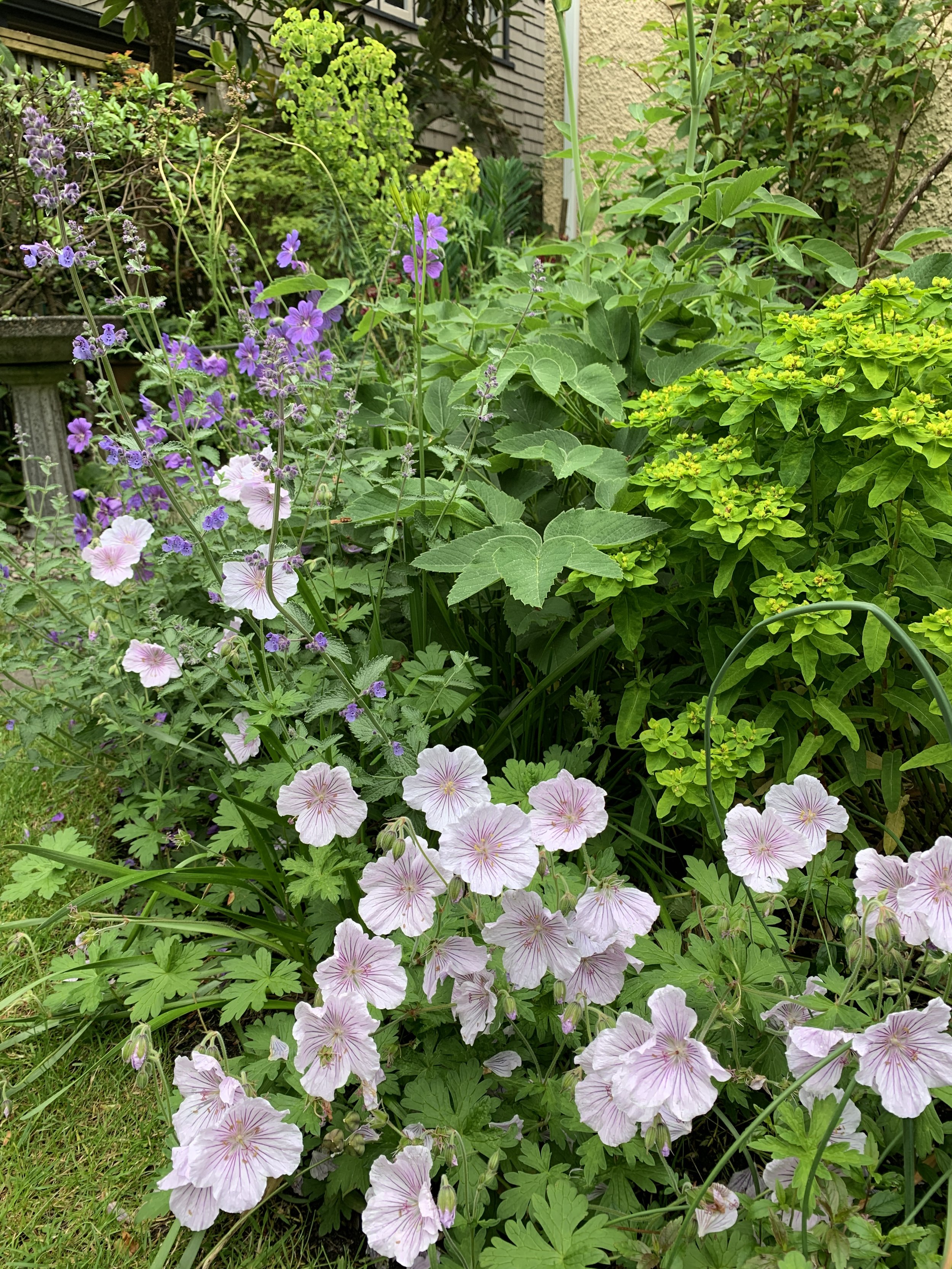 Geranium himalayense ‘Derrick Cook’ — Stellata Plants