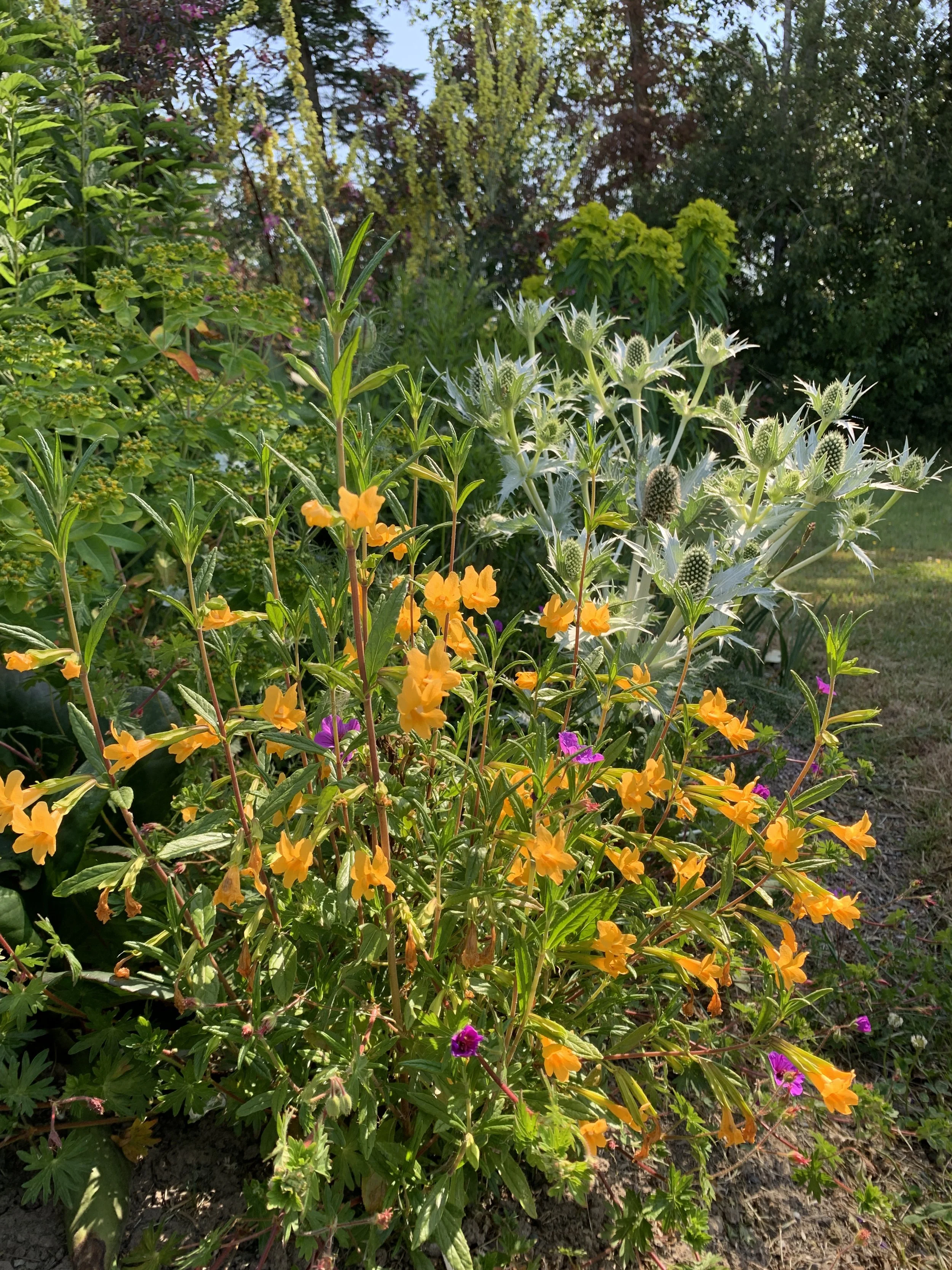 Diplacus aurantiacus — Stellata Plants