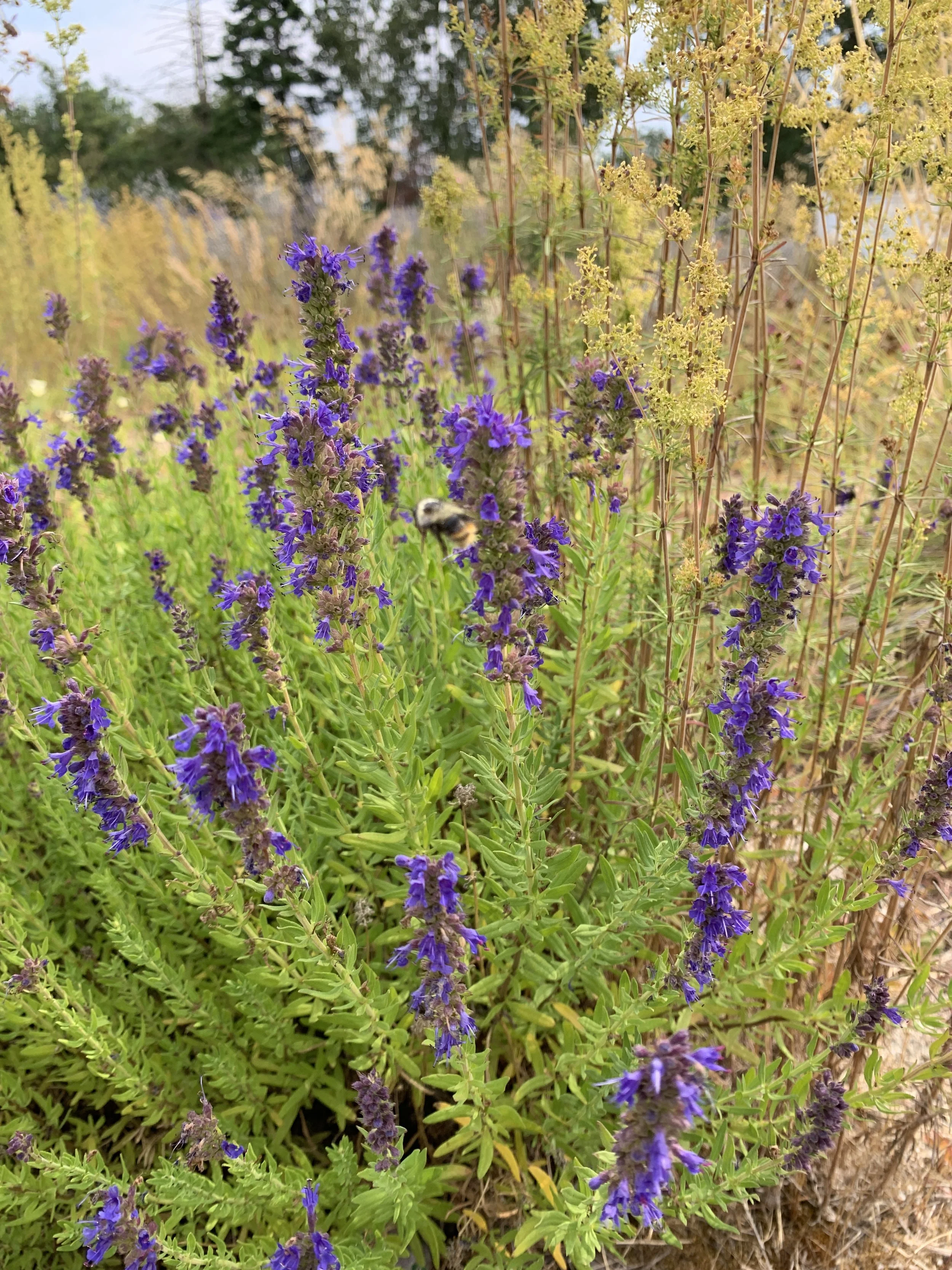 Hyssopus officinalis ssp. aristatus — Stellata Plants