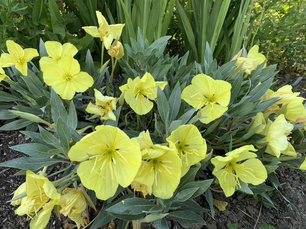 Oenothera macrocarpa ssp. incana - narrow leaf form — Stellata Plants