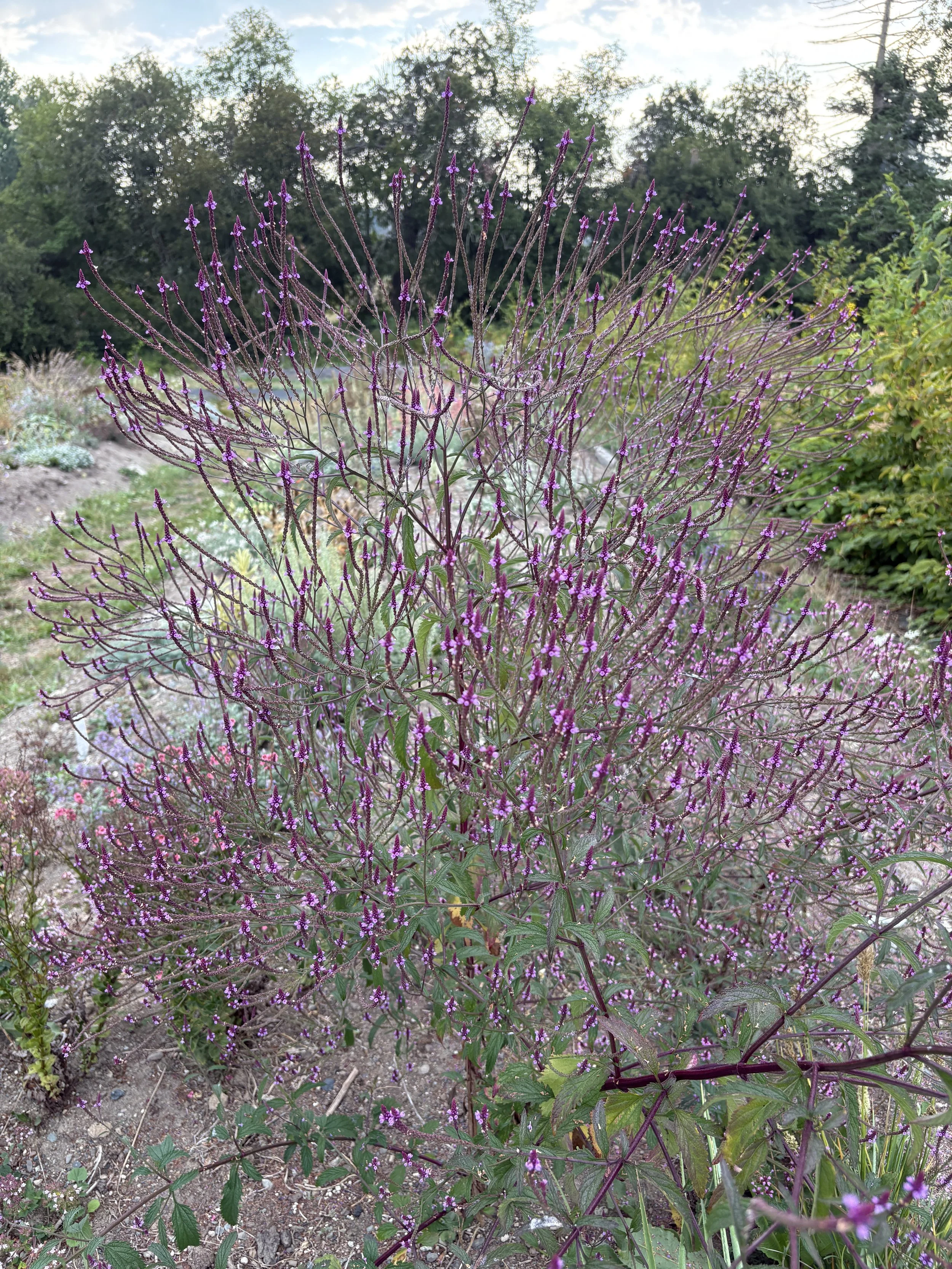 Verbena hybrid (ex. ‘Purple Haze’) — Stellata Plants