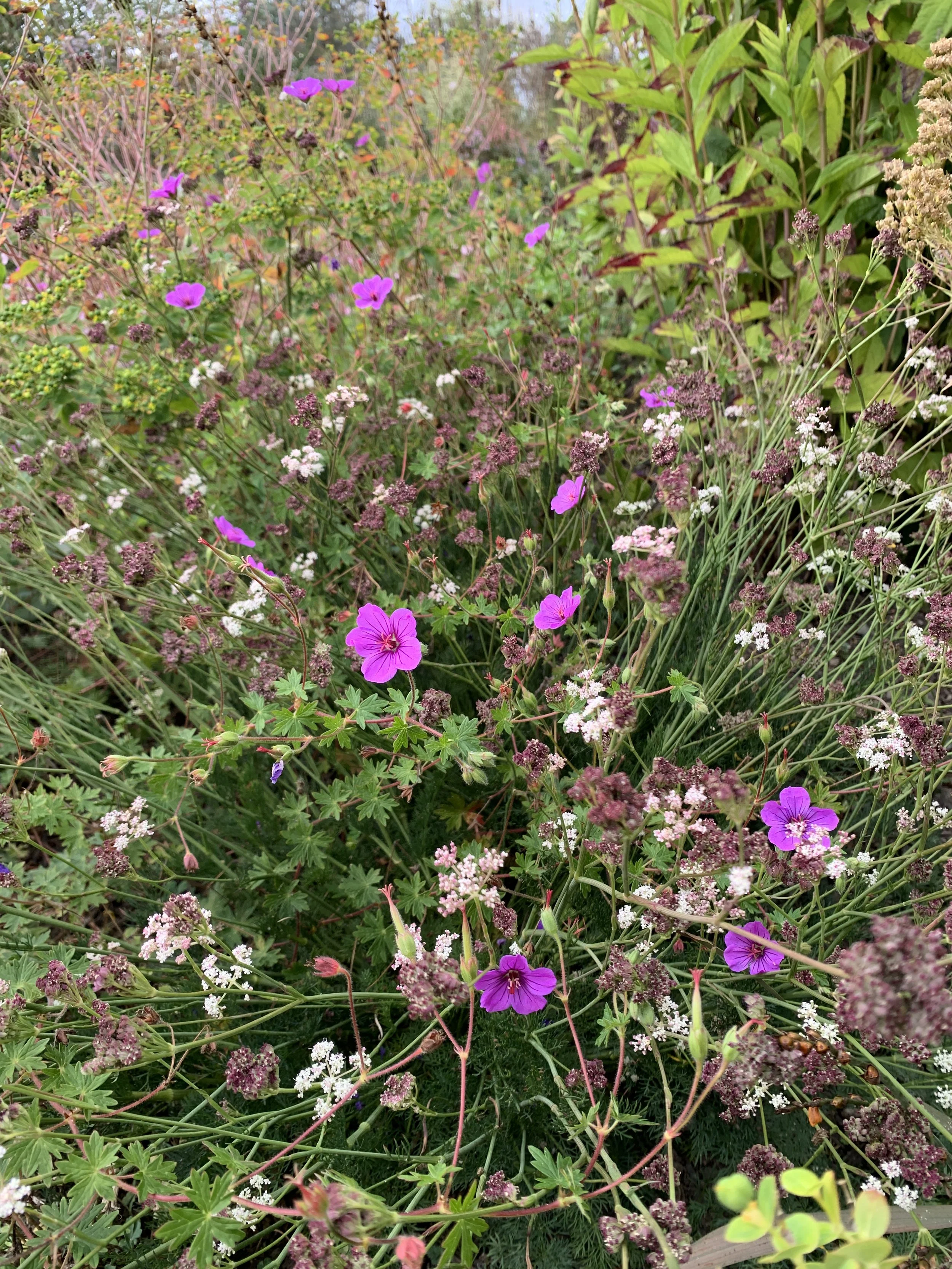 Geranium ‘Dilys’ — Stellata Plants
