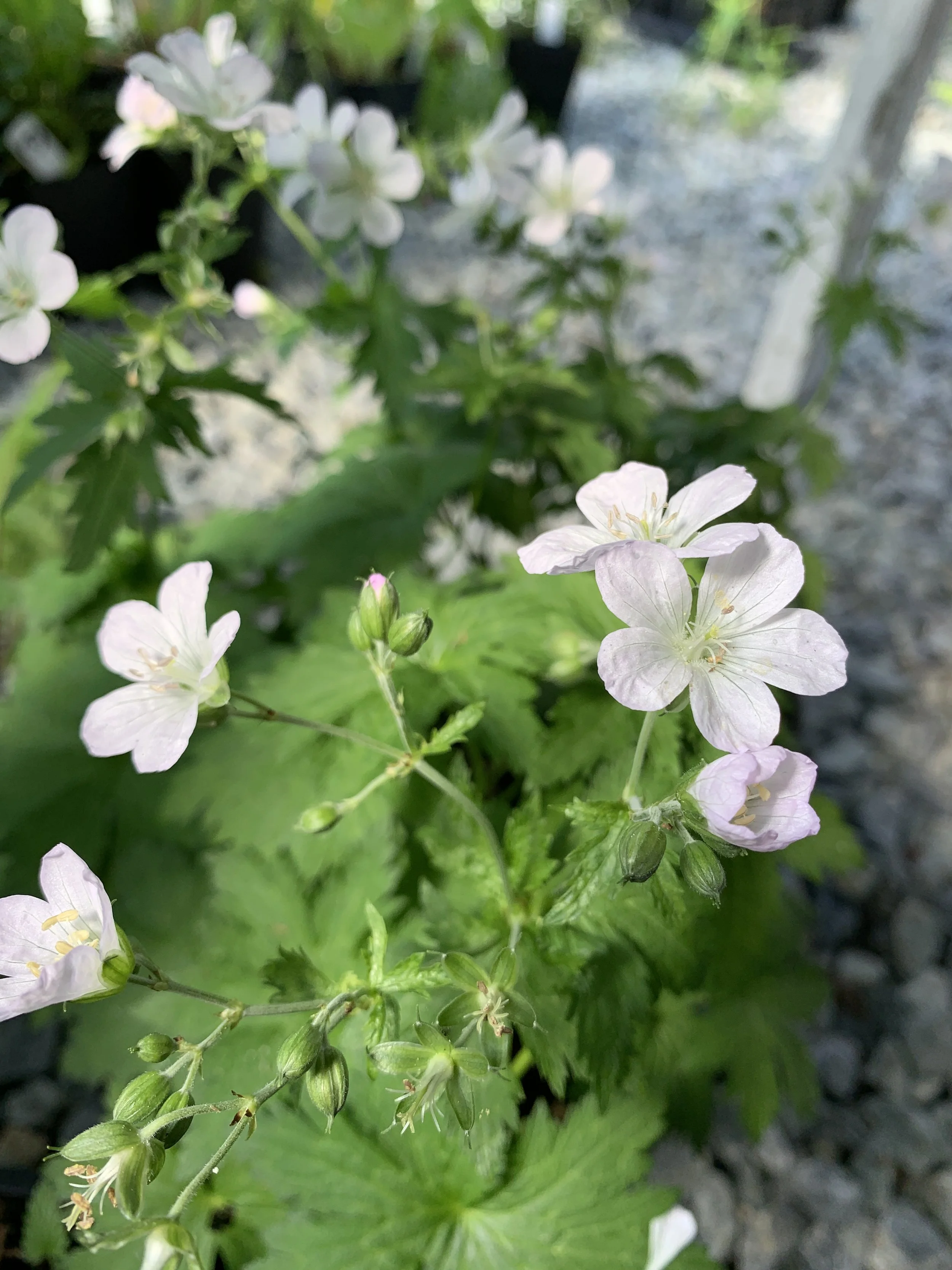 Geranium sylvaticum ‘Immaculee’ — Stellata Plants