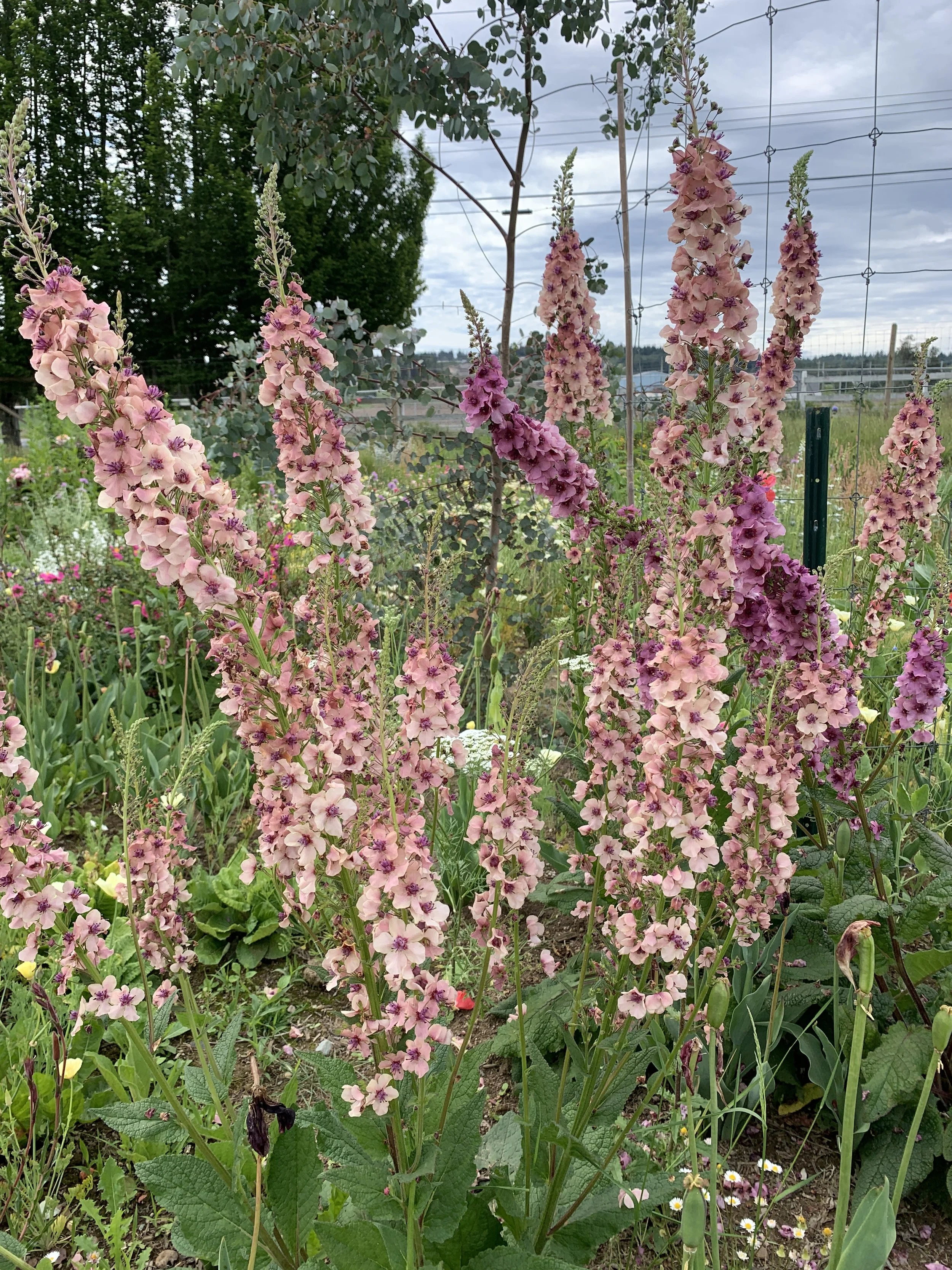 Verbascum ‘Southern Charm’ — Stellata Plants