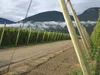 Hop Quality Group | HopQualityGroup – Hop Research & Brewing Standards