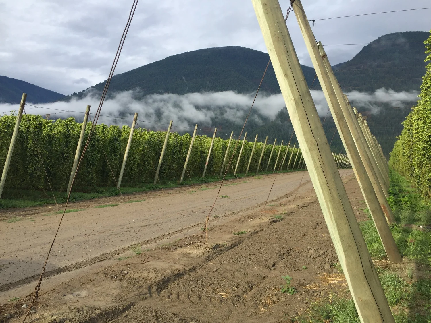 Hop Quality Group | HopQualityGroup – Hop Research & Brewing Standards