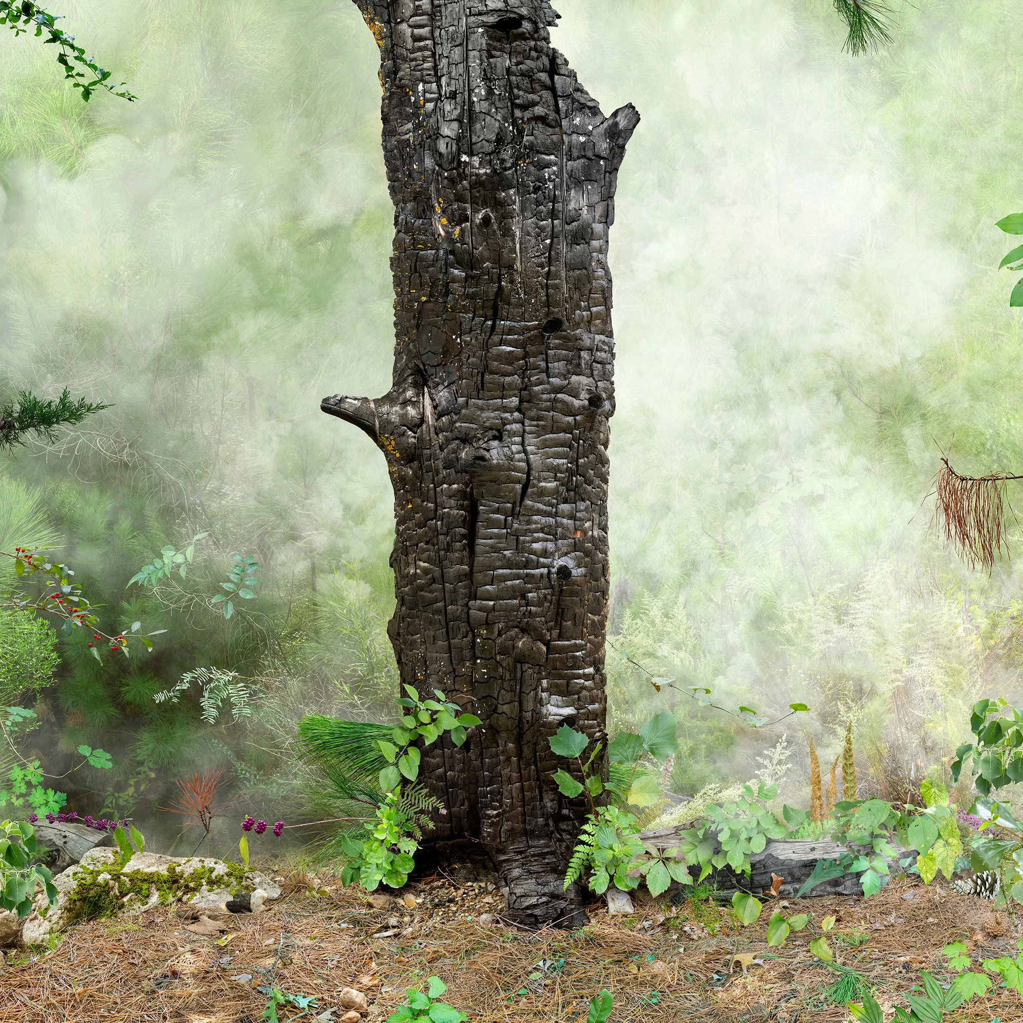 Collecting Forests — Leigh Merrill