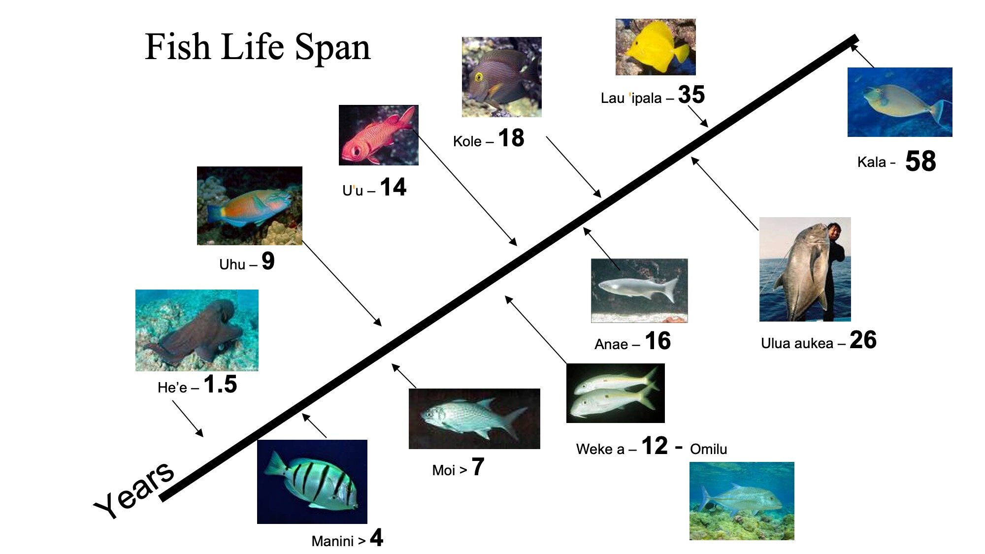 Aloha Fridays Live: Pono Mo` Ono — Hui Aloha Kiholo
