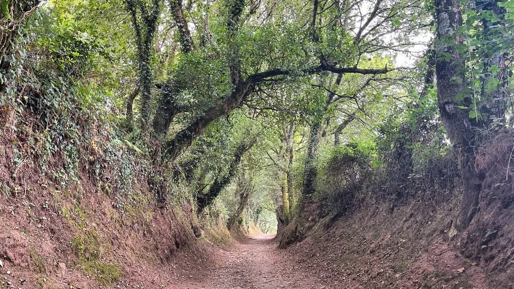 An Eyewitness Account of the Heatwave’s Impact — Journal of Biophilic ...